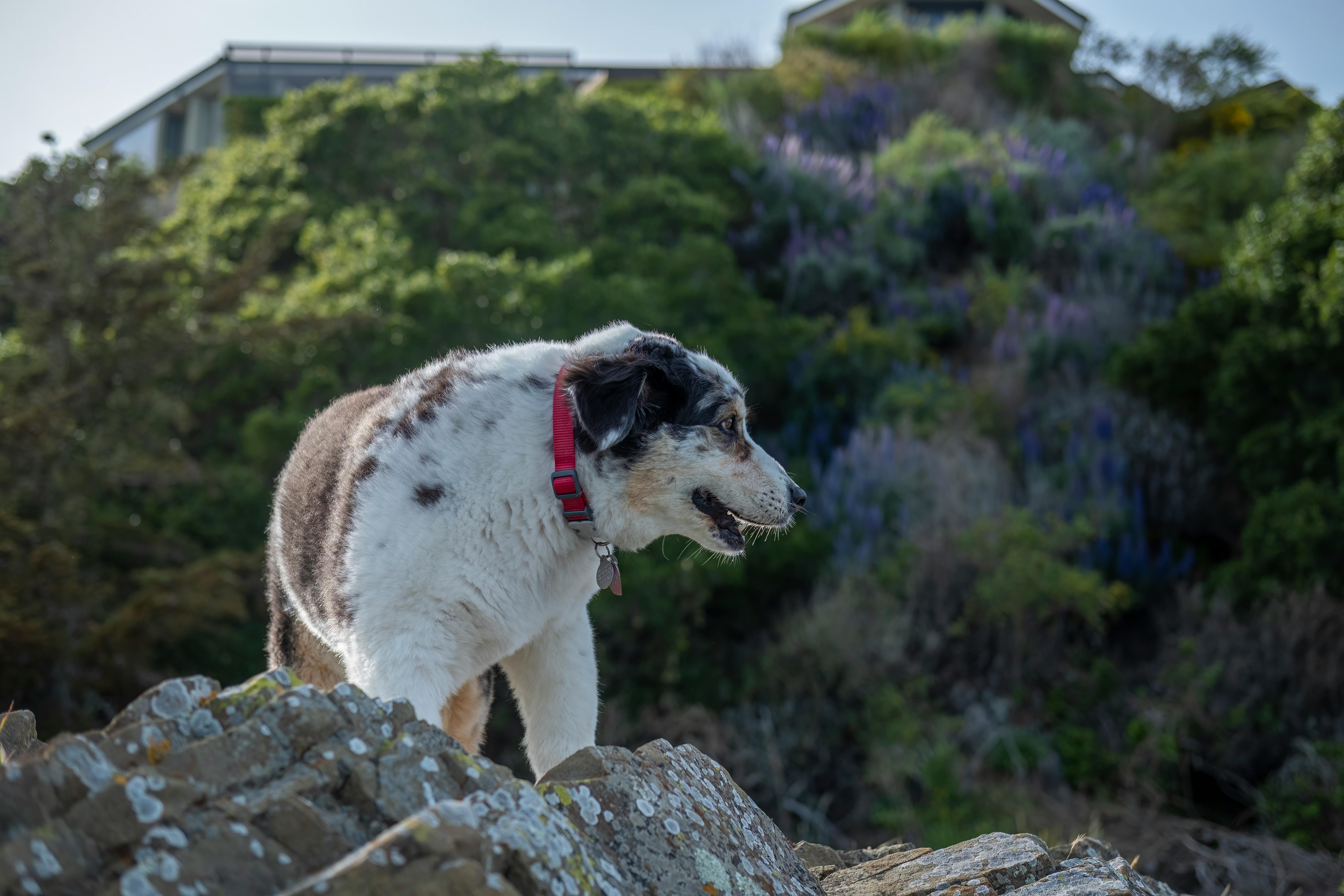Cute Dog Standing on Rocks · Free Stock Photo