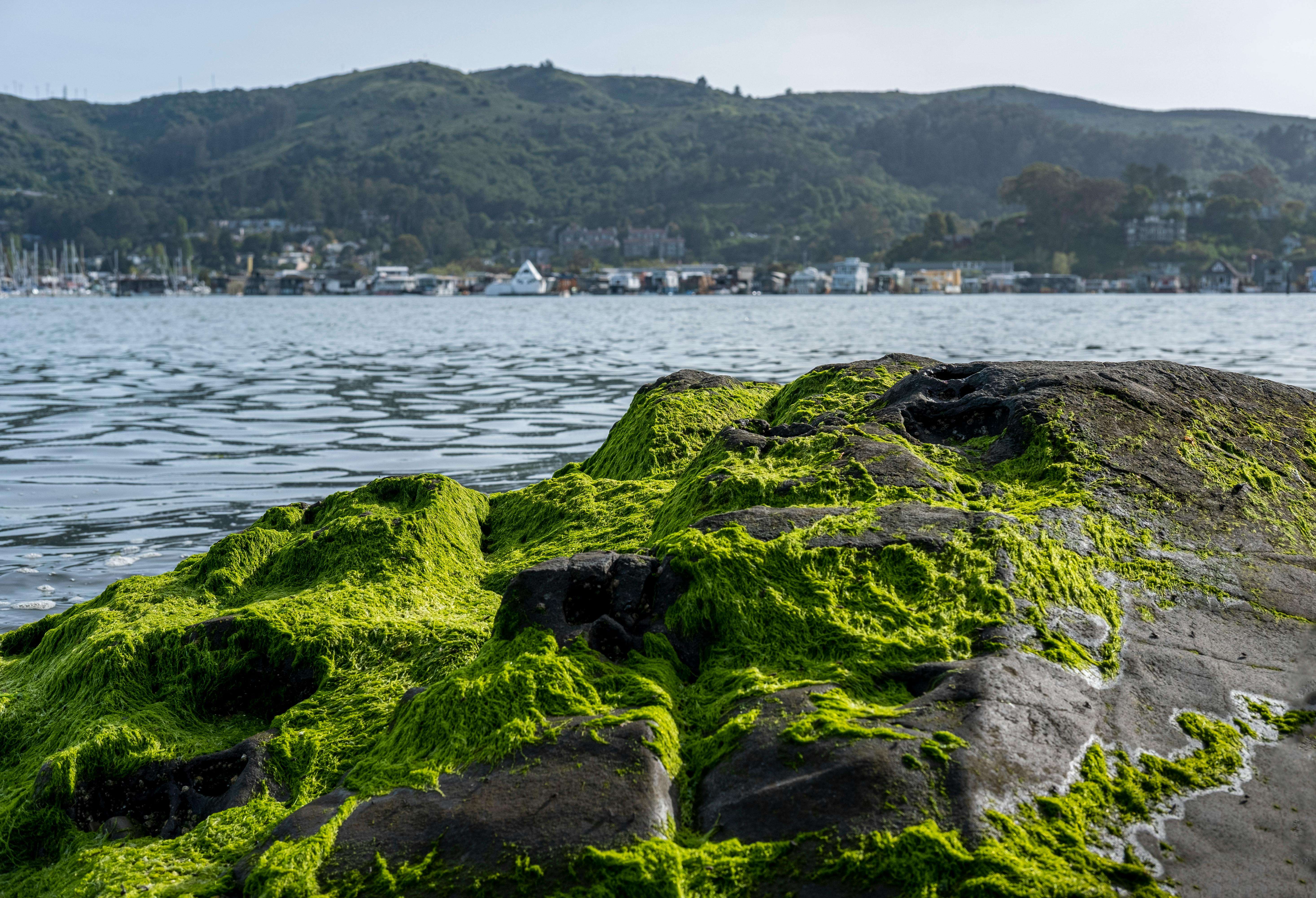 Moss on Rock on River Bank · Free Stock Photo