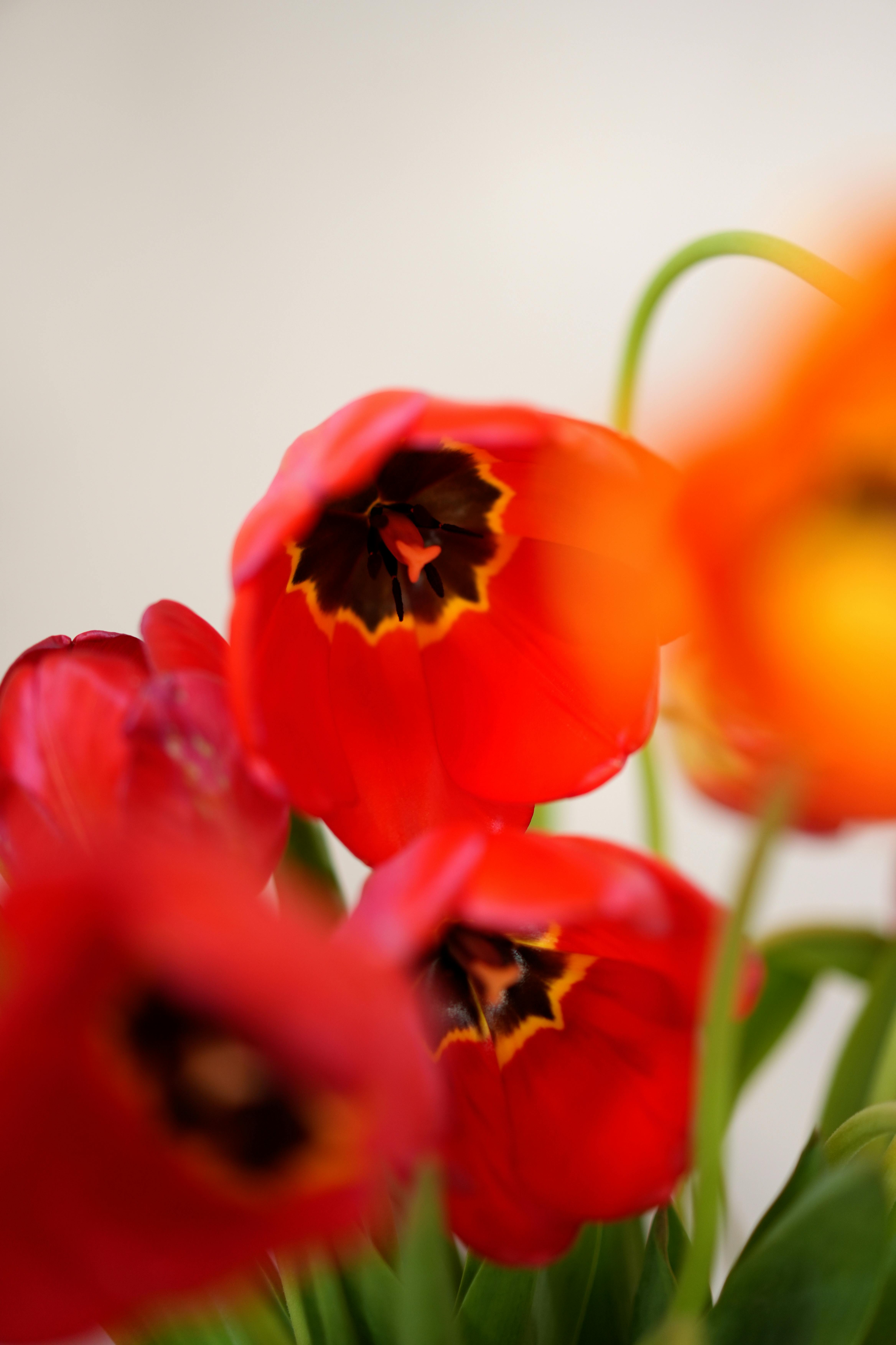 Red Tulip Petals · Free Stock Photo