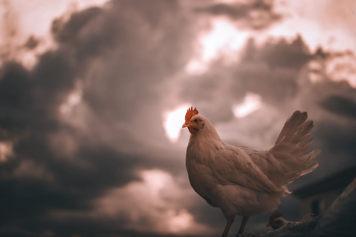 4k Wallpaper Hen Photos, Download The BEST Free 4k Wallpaper Hen Stock ...