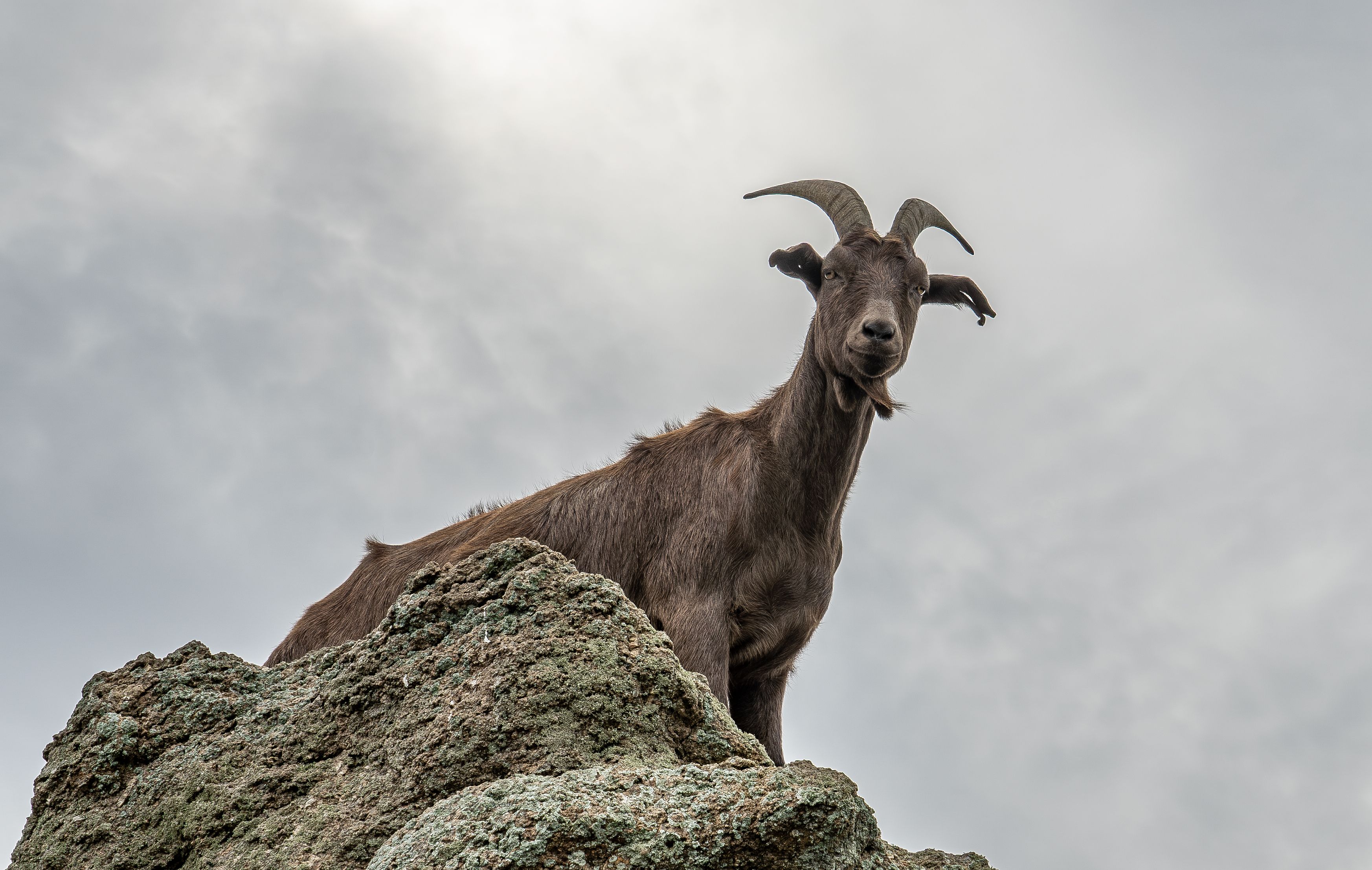 Photo of a Mountain Goat Against a Cloudy Sky · Free Stock Photo
