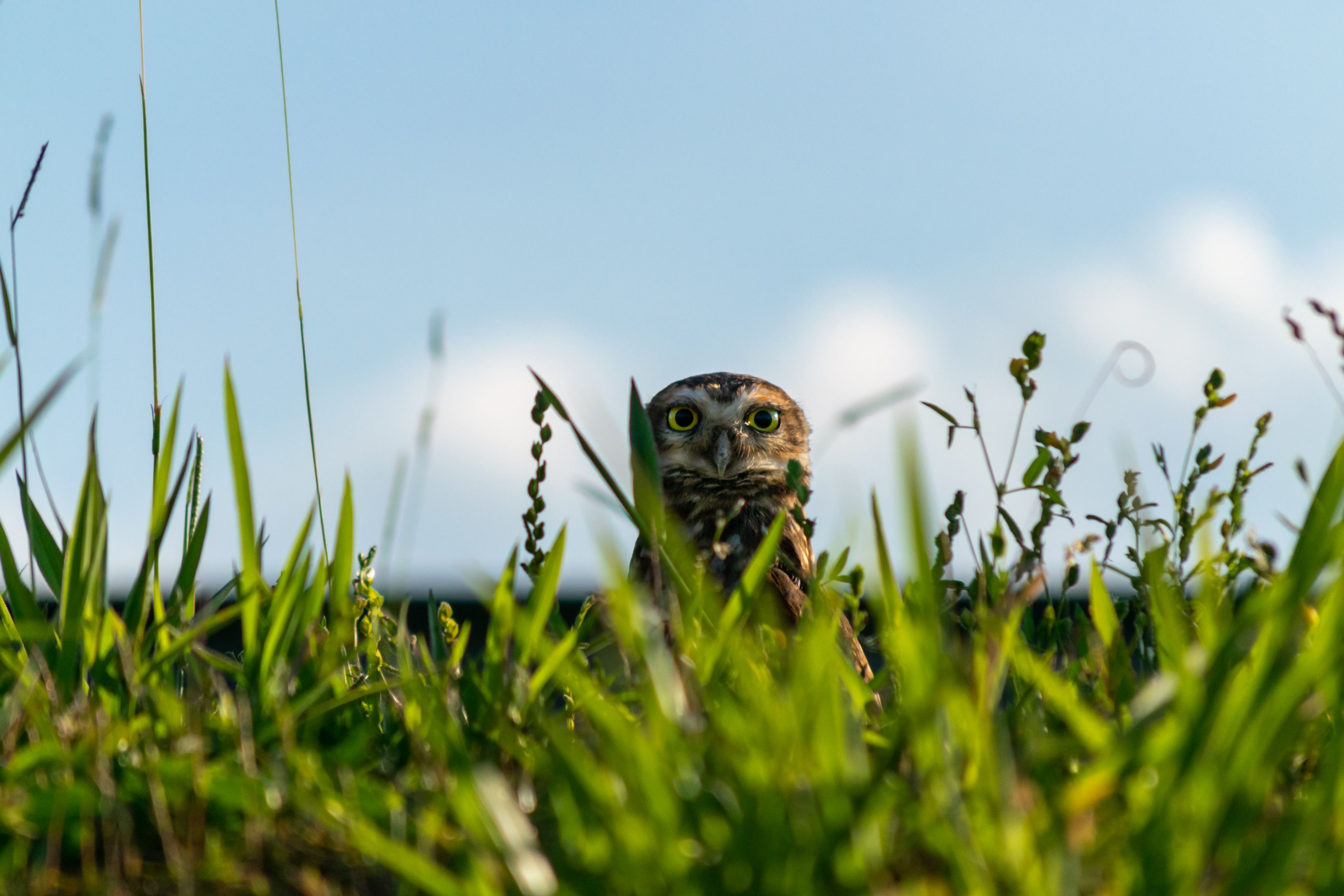Brown And Green Owl Patch · Free Stock Photo
