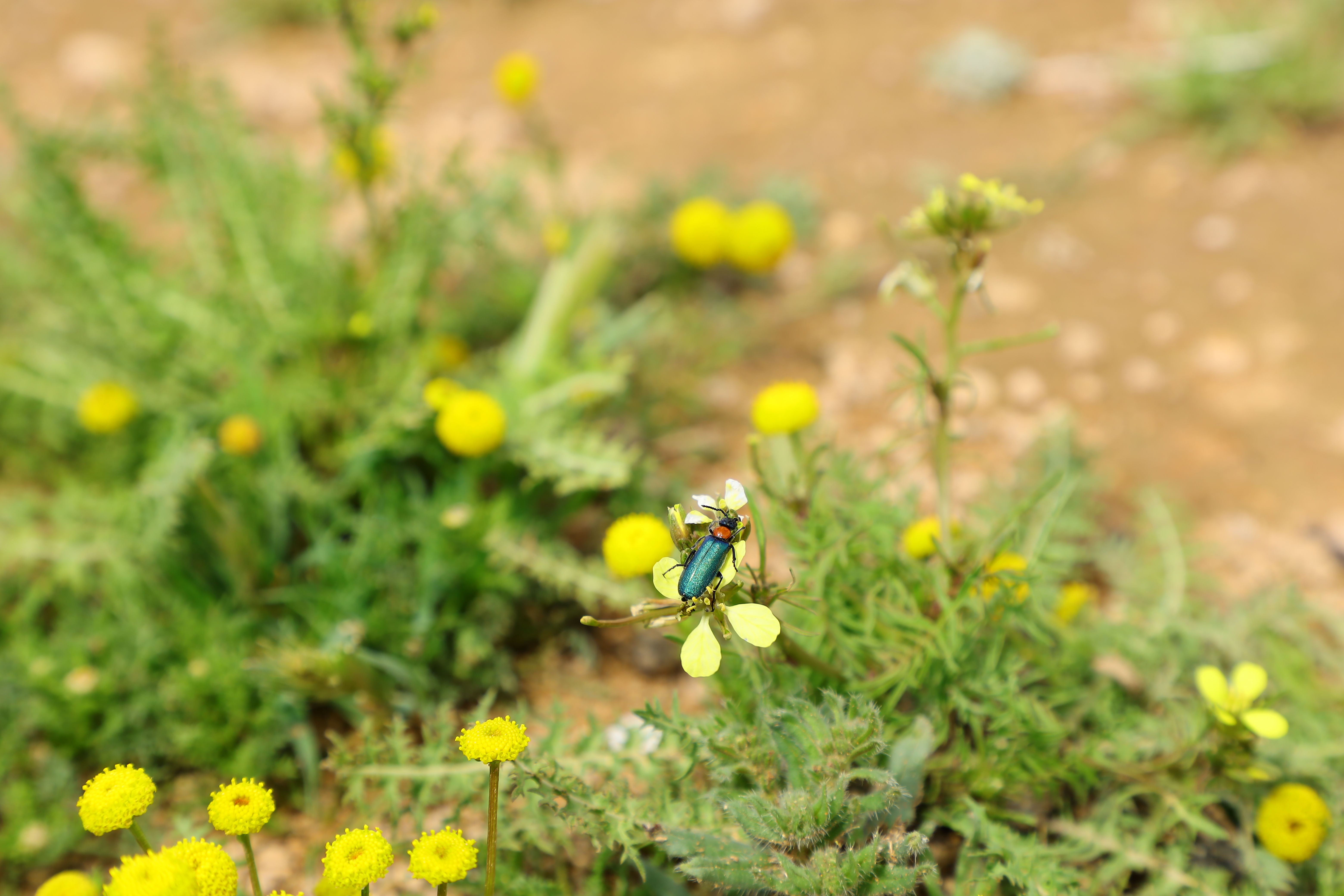 Insect Asylum Photos, Download The BEST Free Insect Asylum Stock Photos ...
