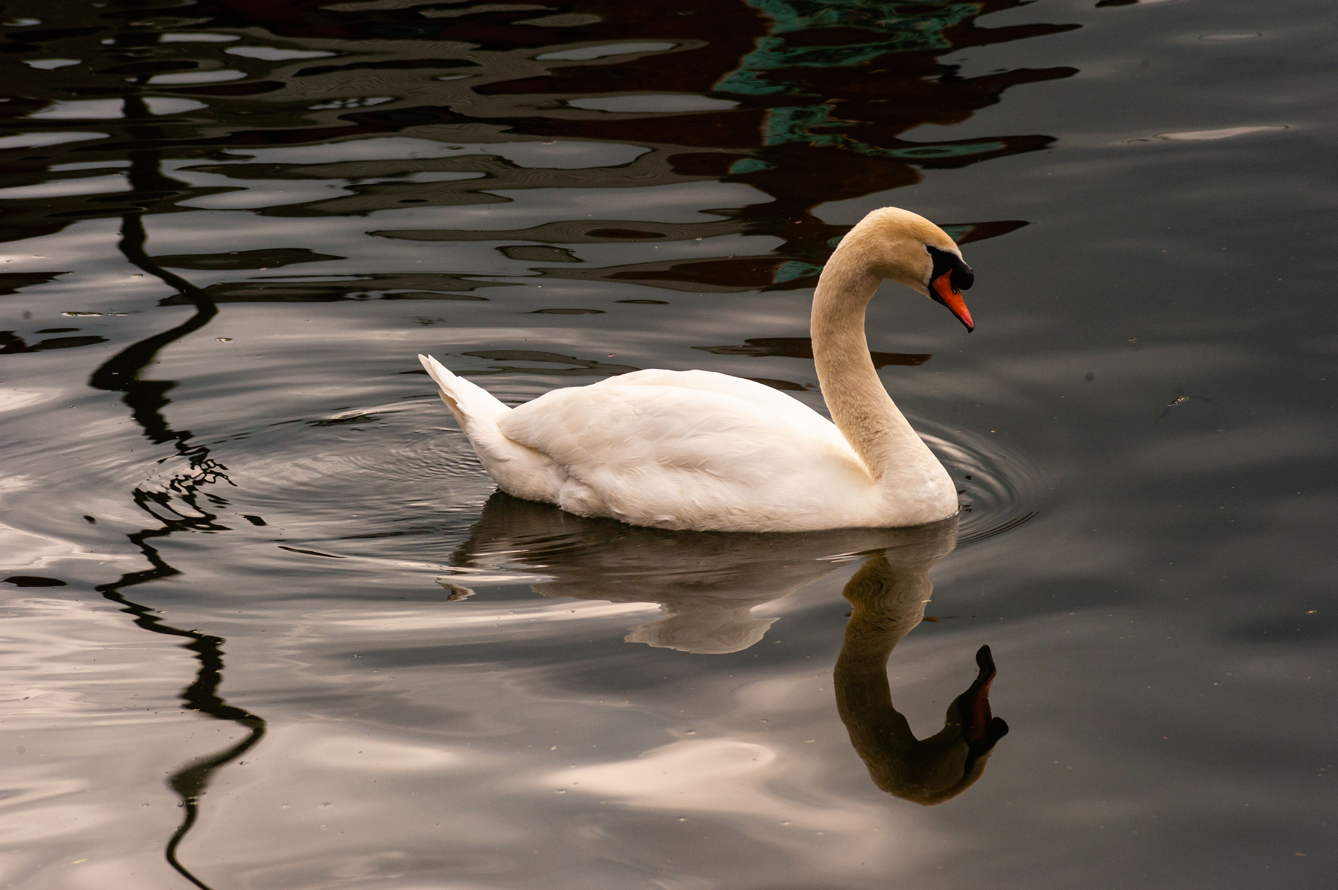 Swan on Lake with Fuji Mountain behind · Free Stock Photo