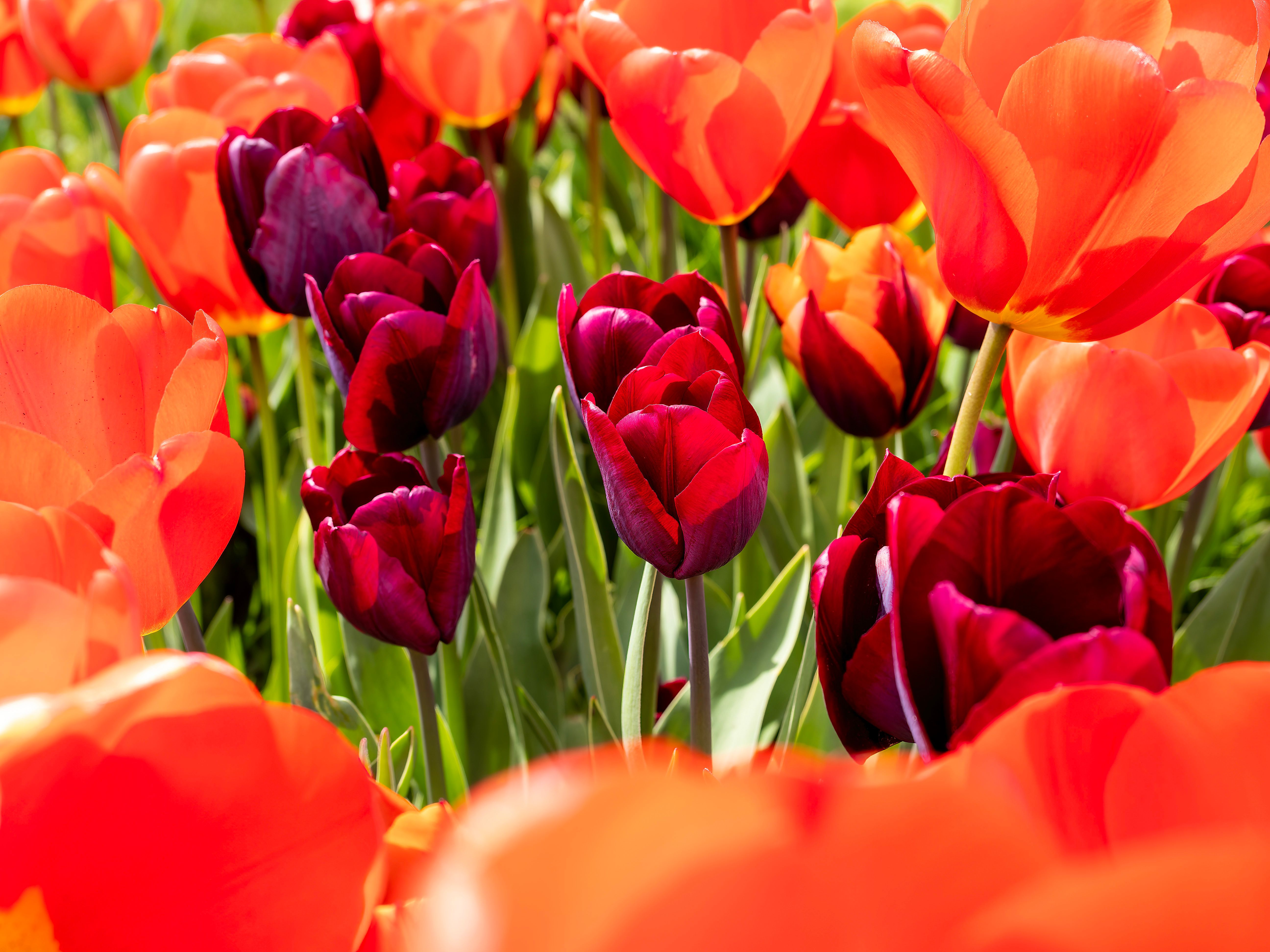 Bloom Illustration Photos, Download The BEST Free Bloom Illustration ...