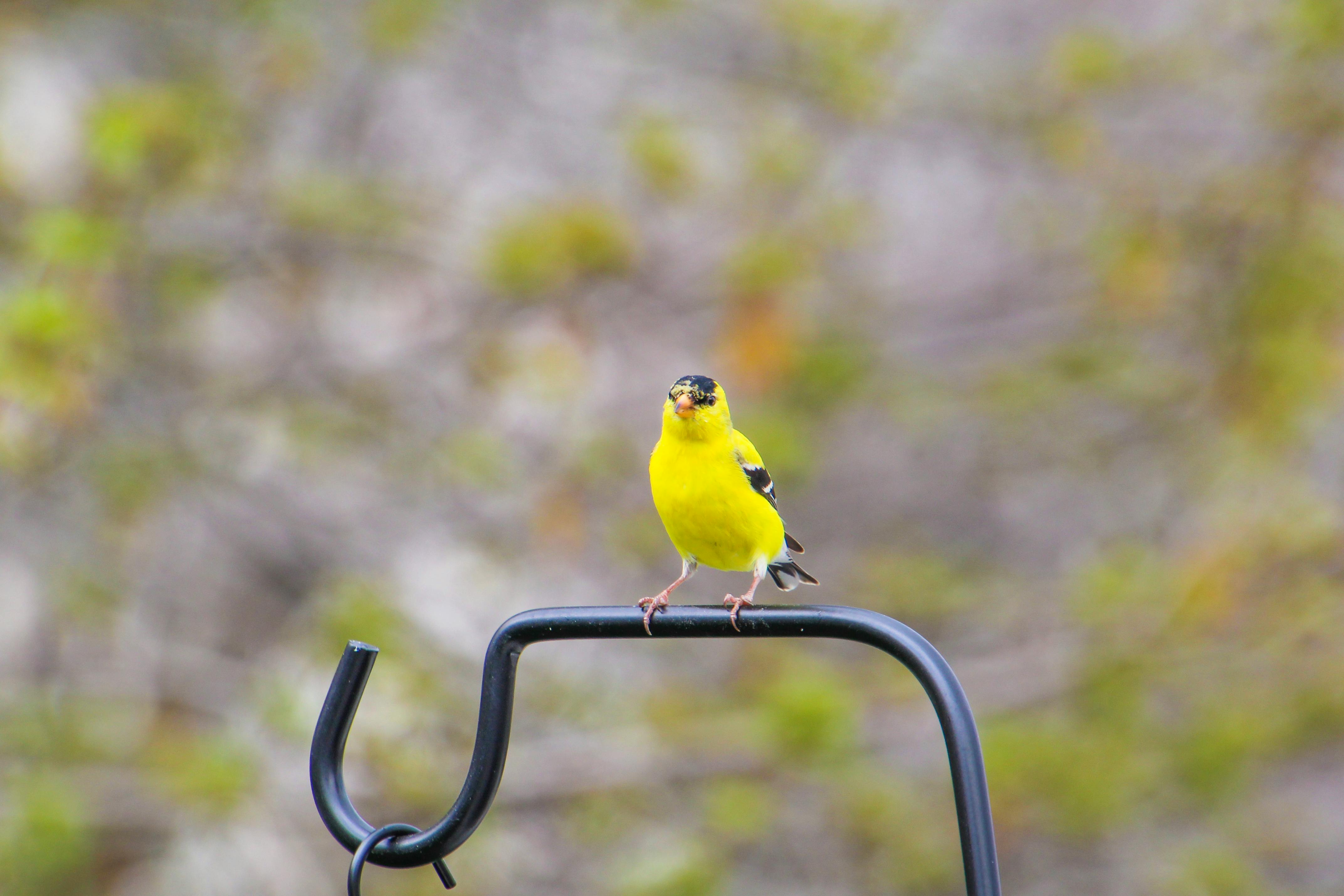 Close-up of Colorul Macow Parrots · Free Stock Photo