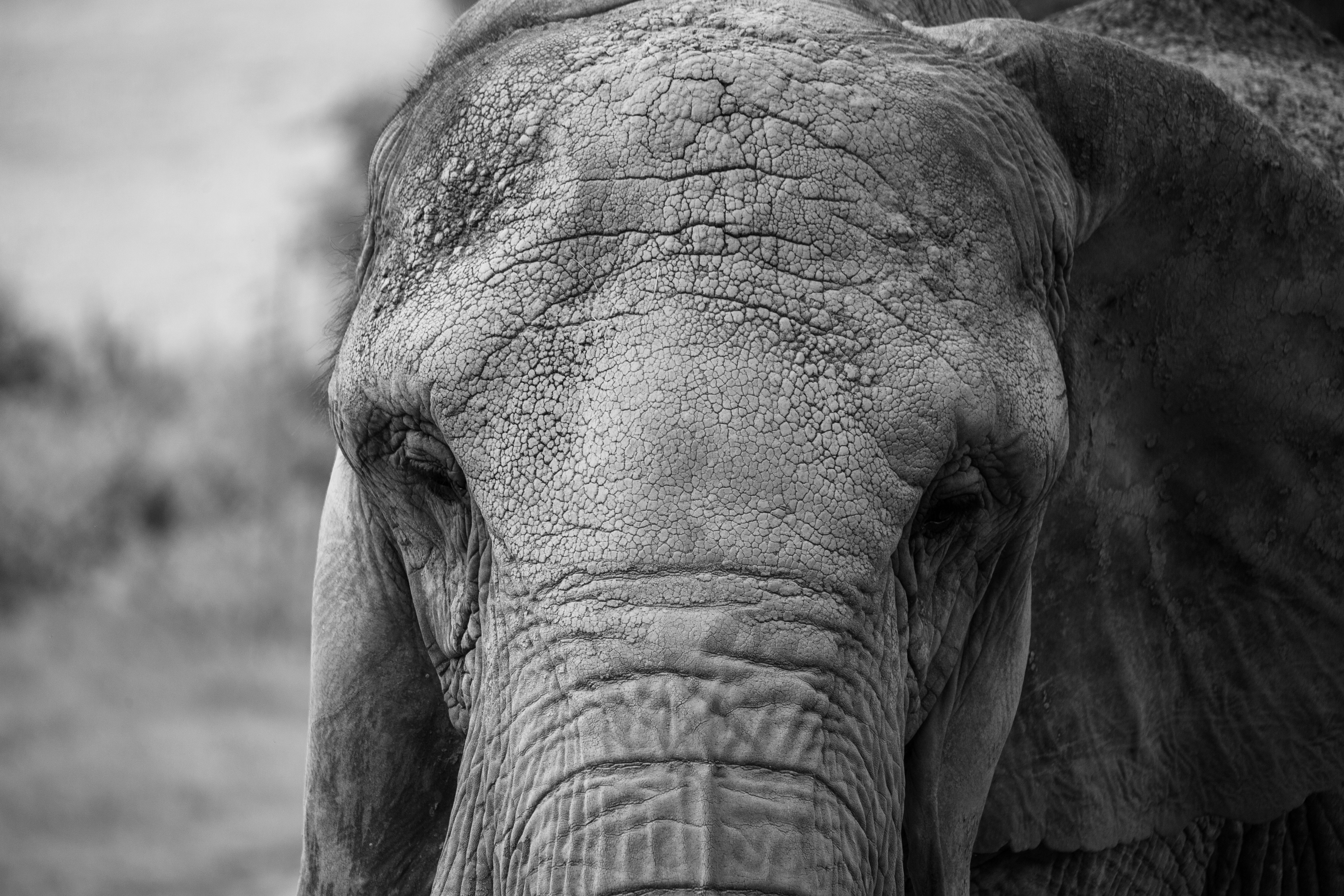Gray Elephant · Free Stock Photo