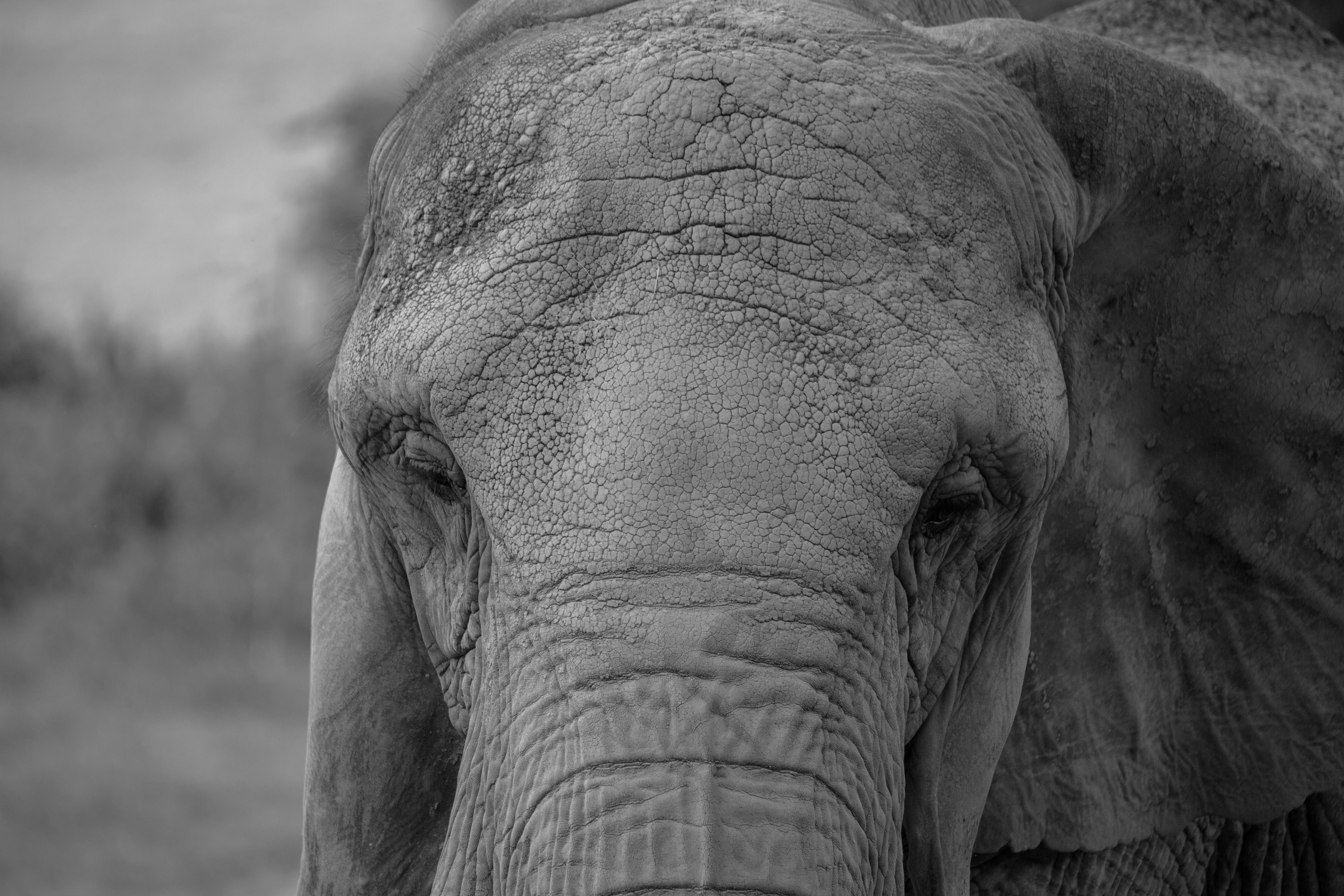 Safari Portrait Photos, Download The BEST Free Safari Portrait Stock ...