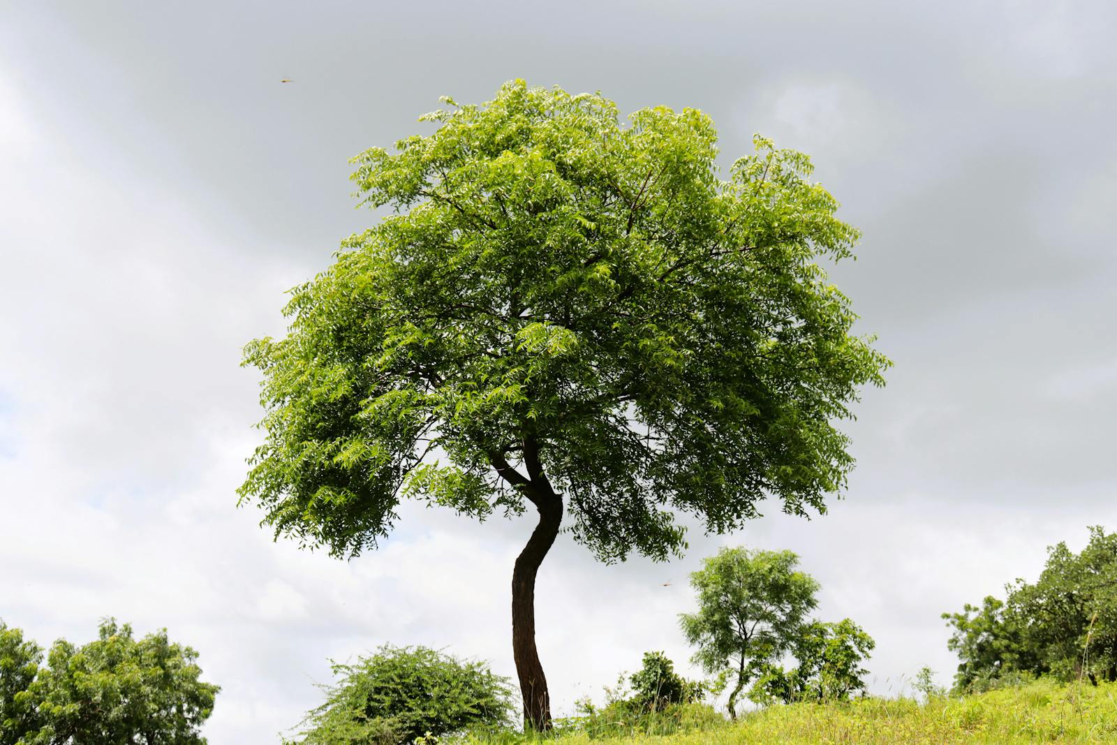 Trees Wallpaper Photos, Download The BEST Free Trees Wallpaper Stock ...