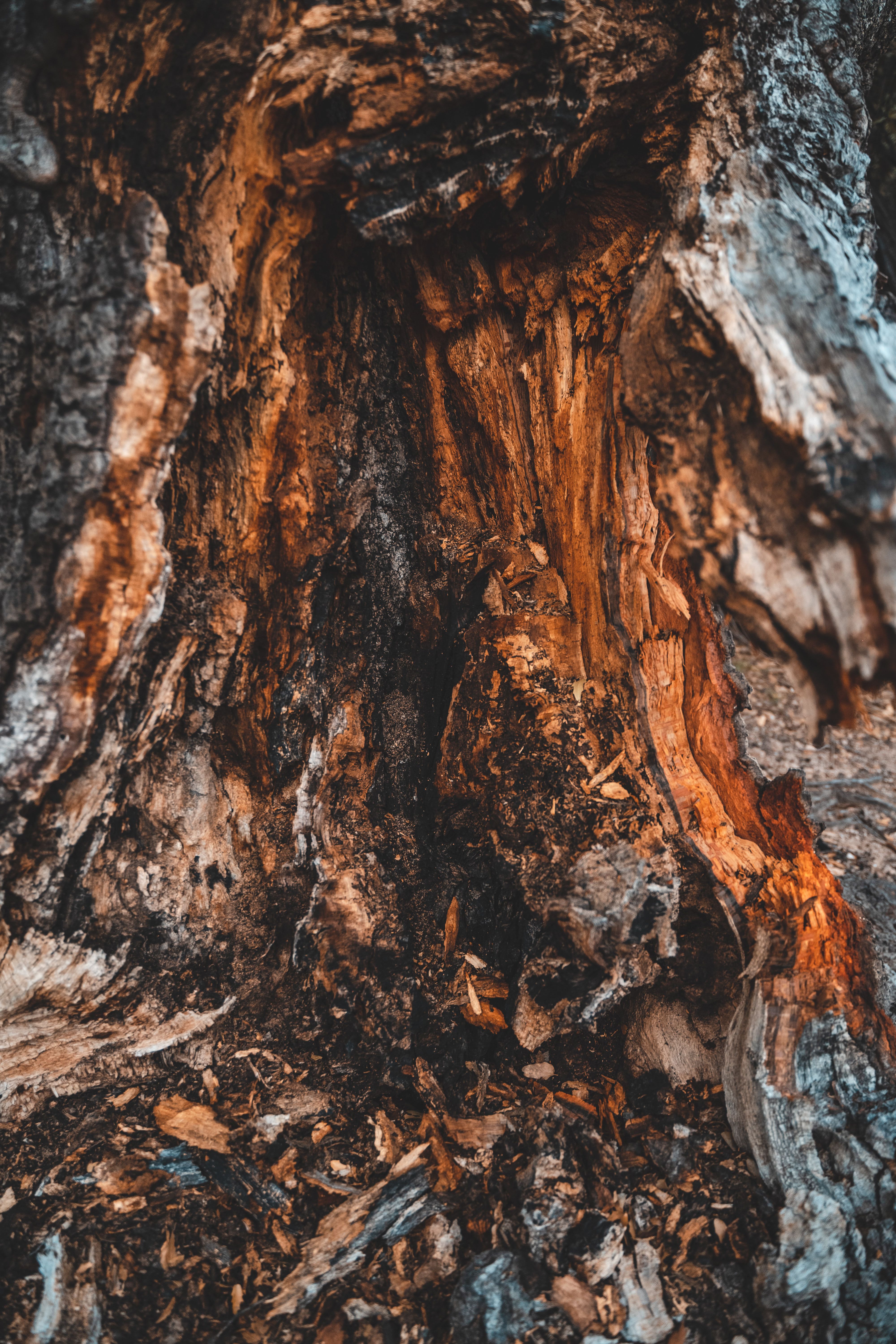Texture of Damaged Tree · Free Stock Photo