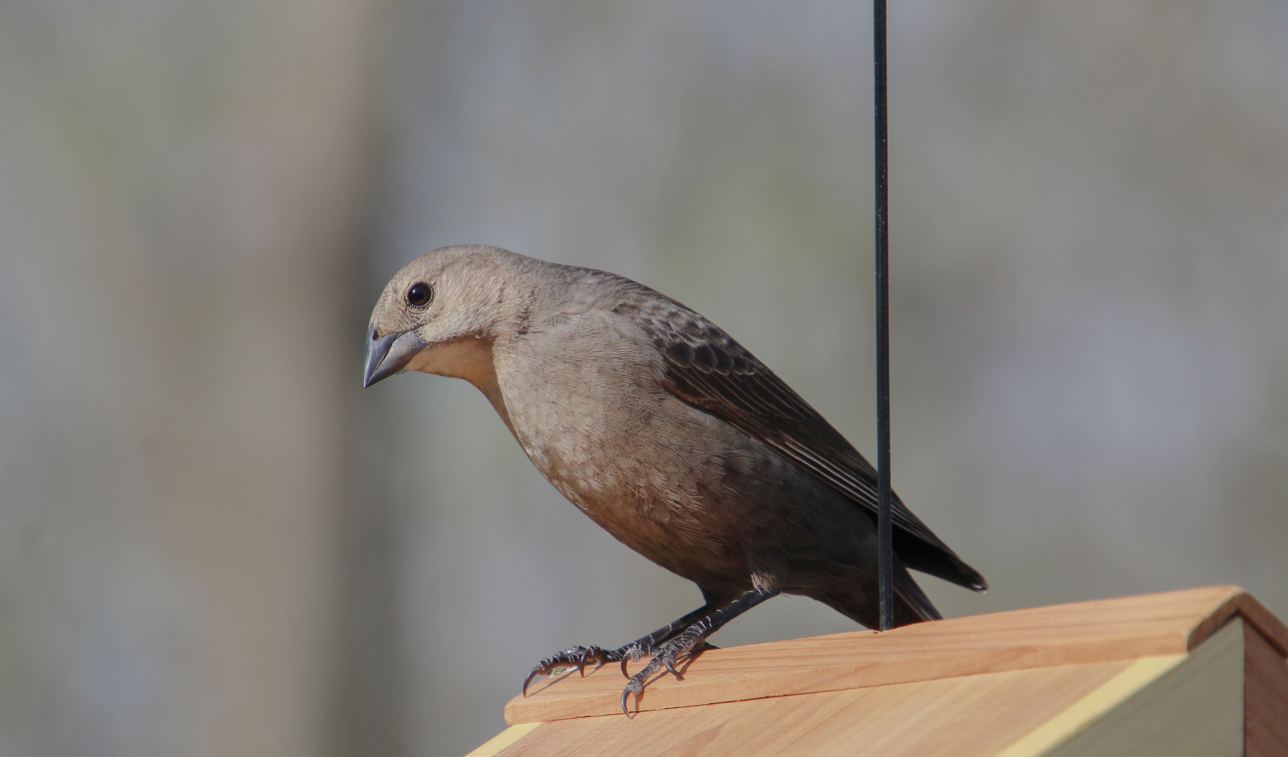 Close-up of a Cowbird · Free Stock Photo