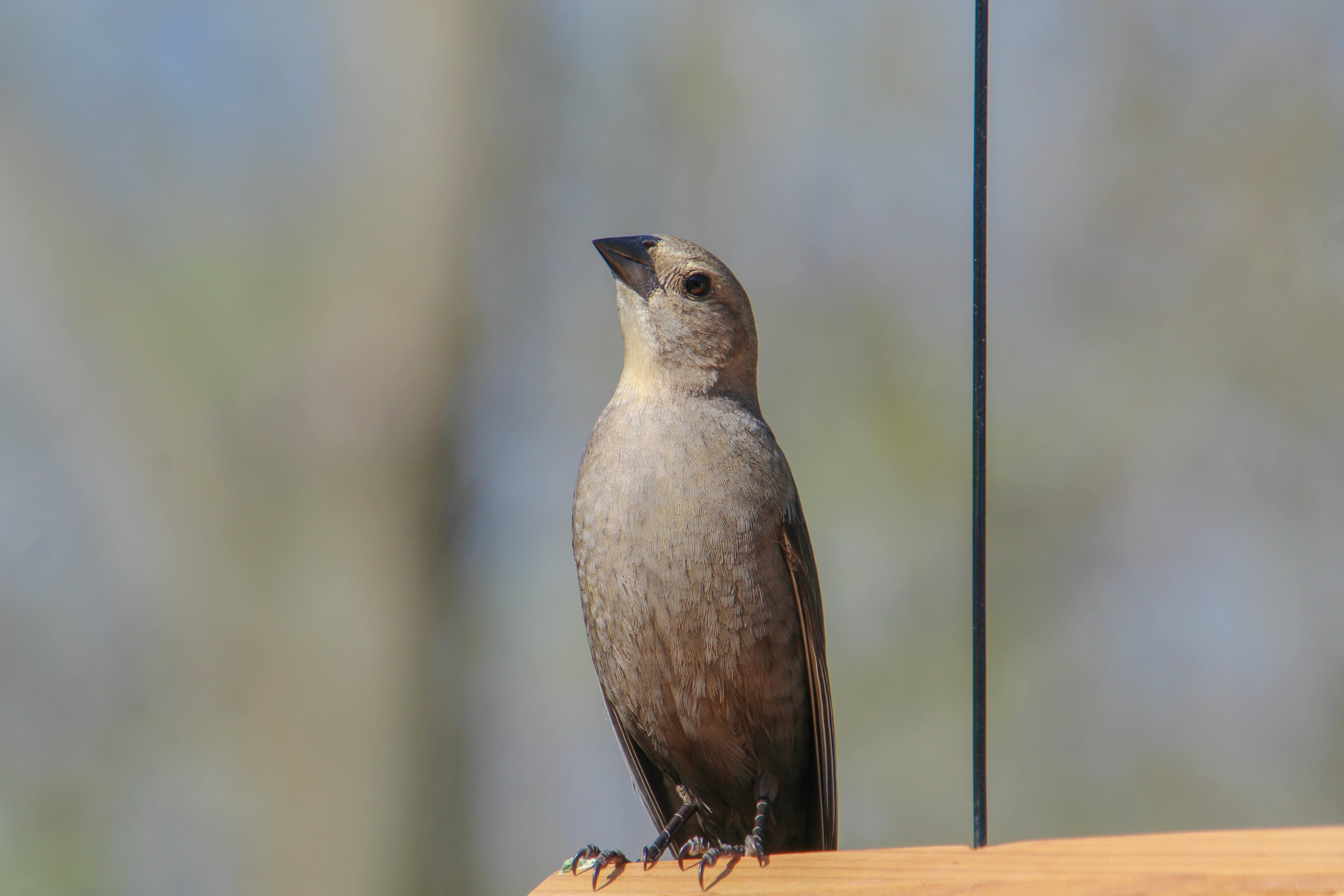 Close up of Thicket Bird · Free Stock Photo