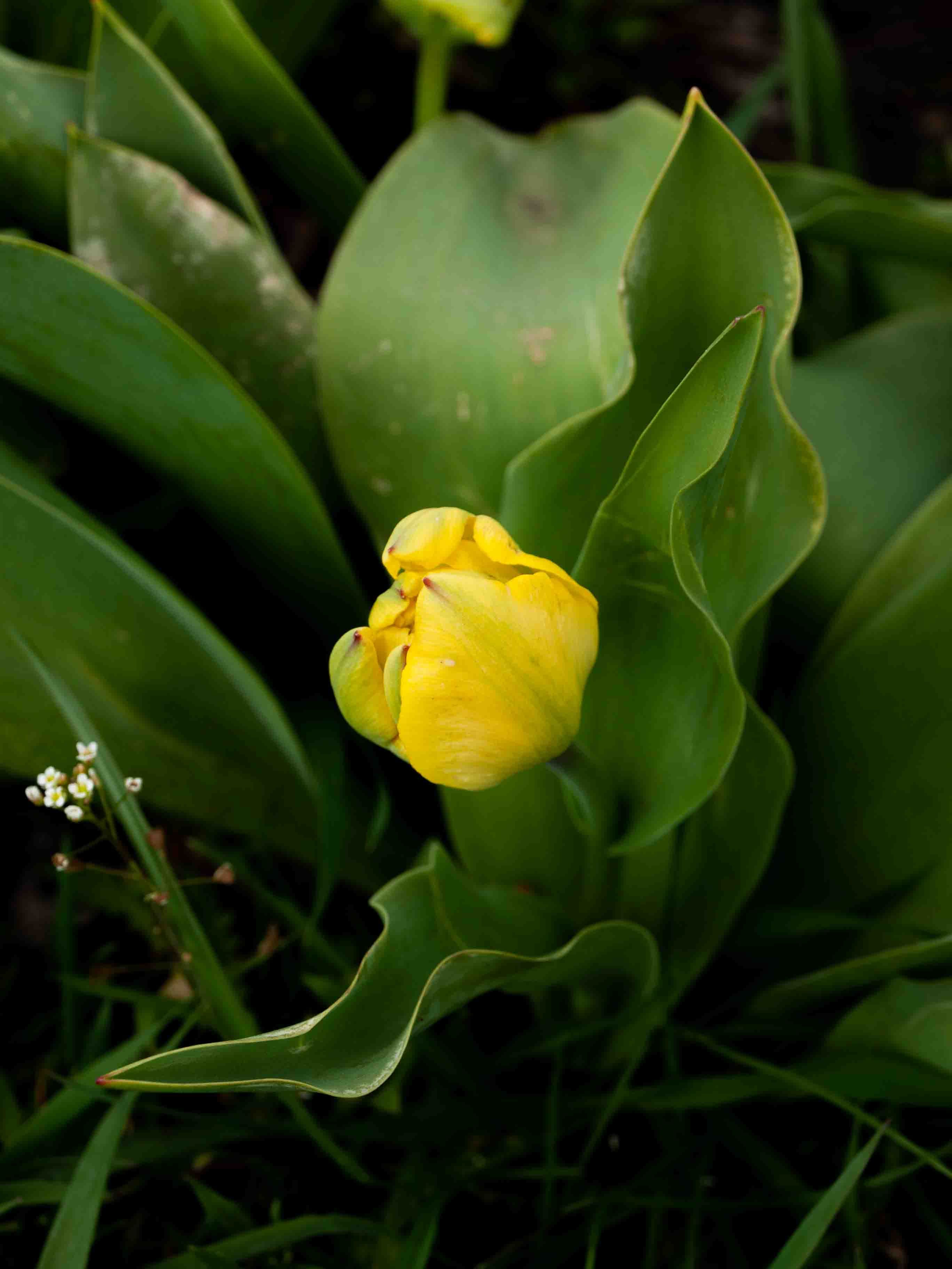 Close up of Yellow Tulip · Free Stock Photo
