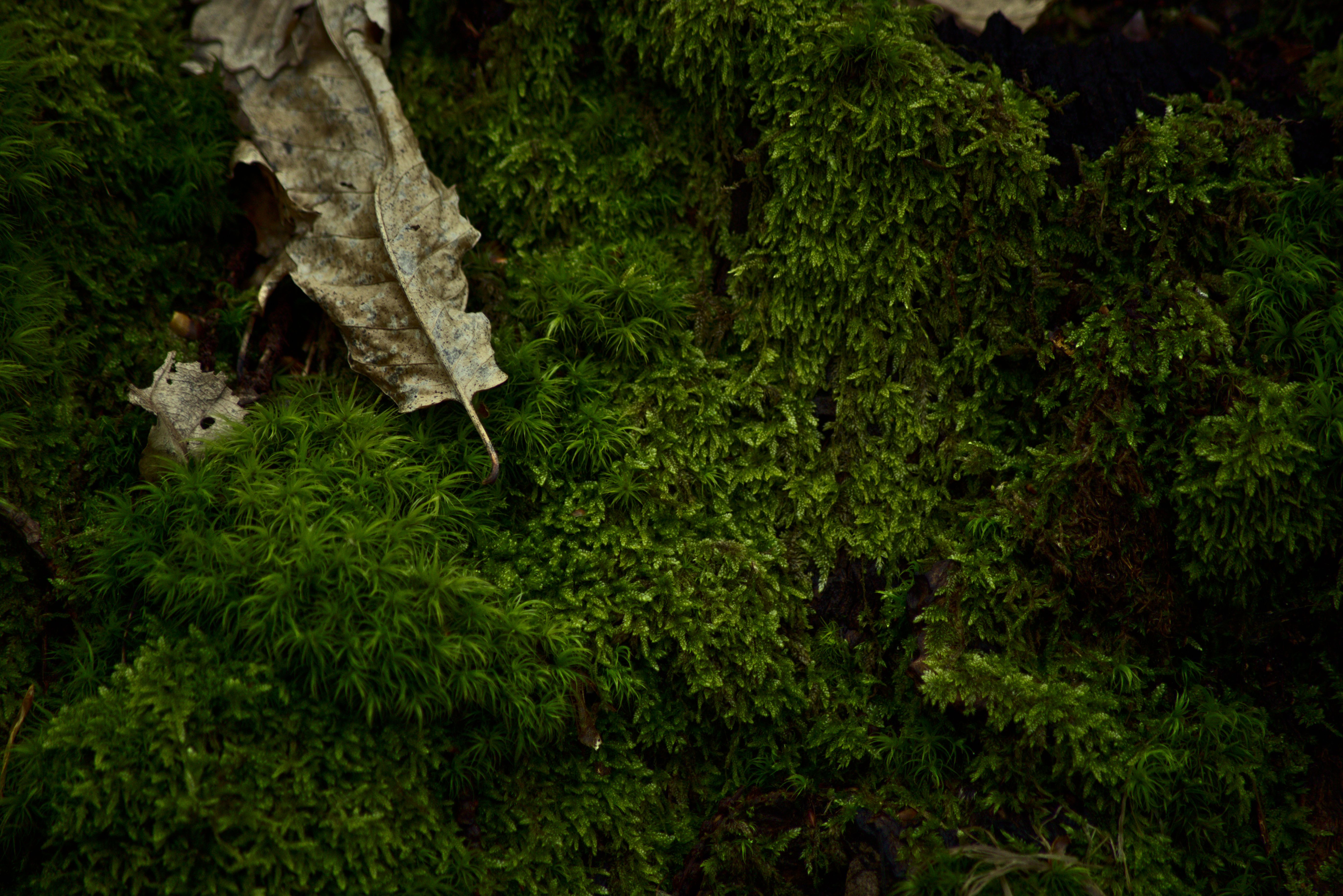 Lichen and Moss on the Bark of a Tree · Free Stock Photo