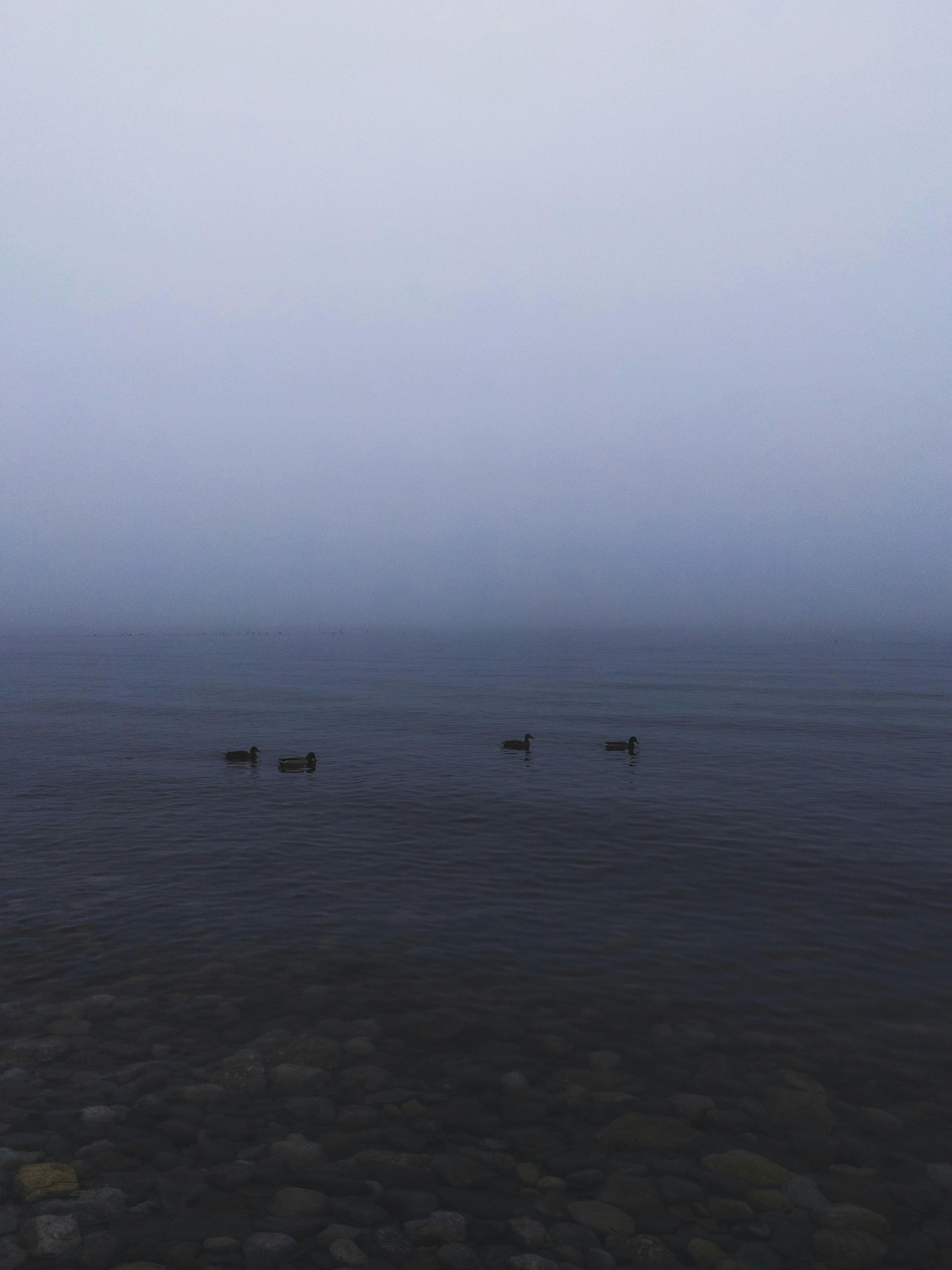 Watching The Birds Swimming Photos, Download The BEST Free Watching The ...