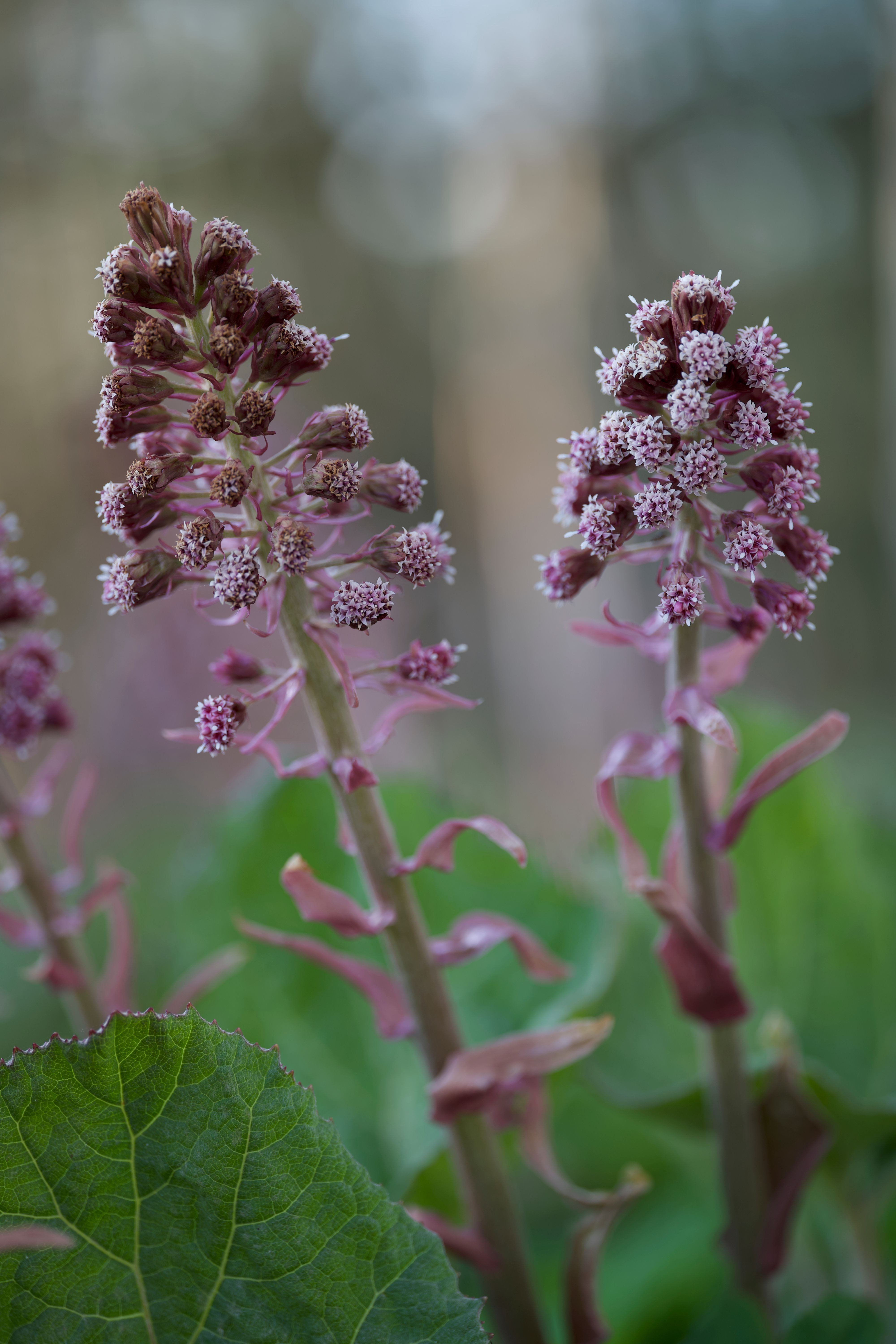 Beautiful Butterbus Flowers · Free Stock Photo