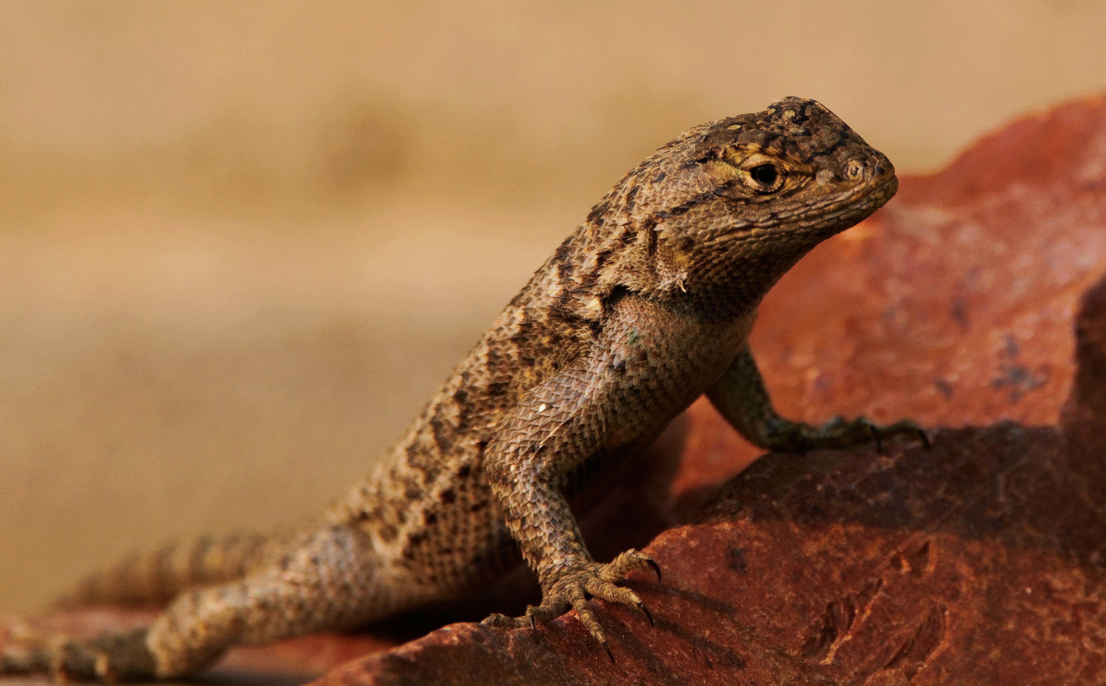 Brown and White Lizard Standing on Brown Surface · Free Stock Photo