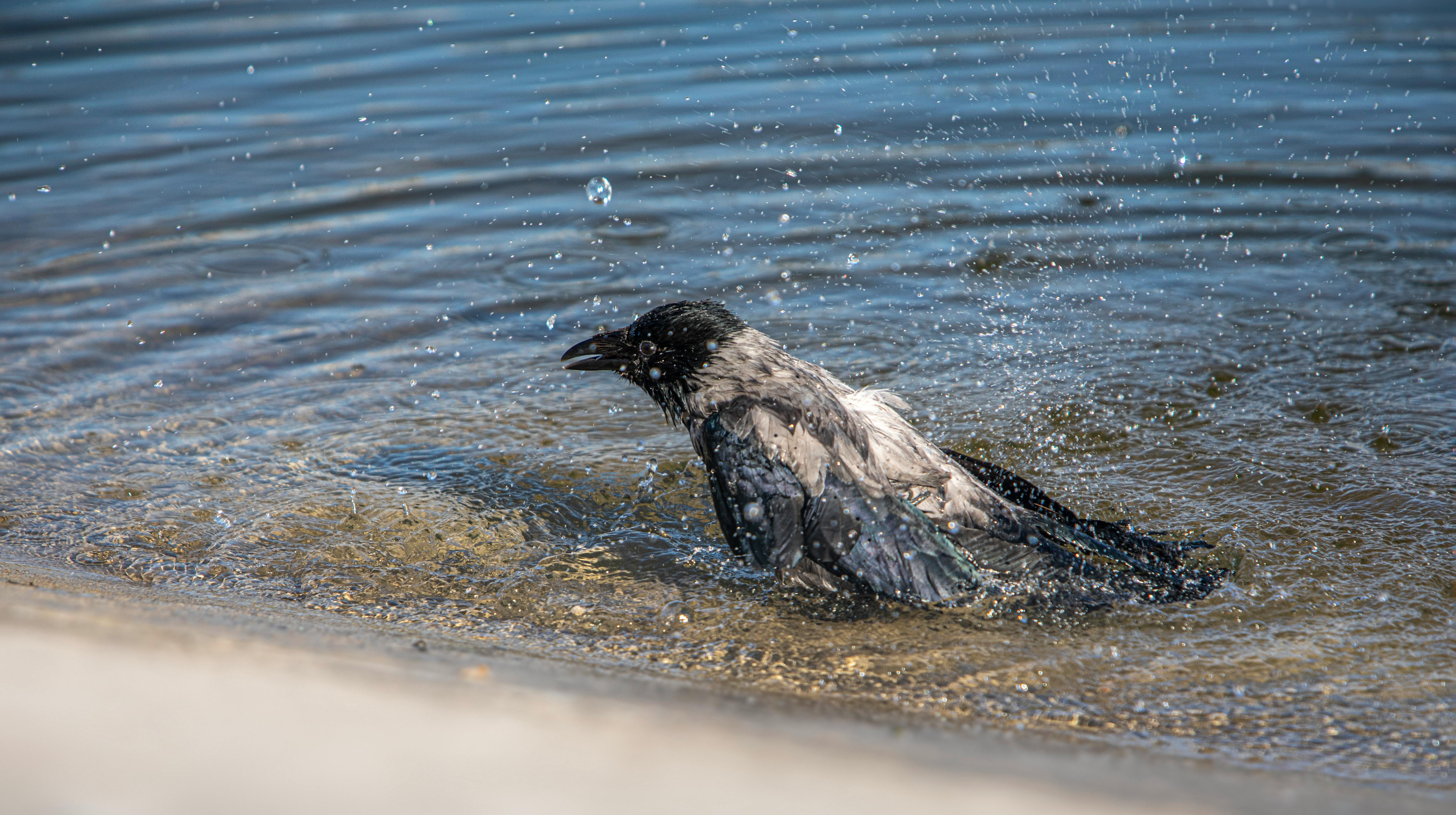 Crow On The Pond Photos, Download The BEST Free Crow On The Pond Stock ...