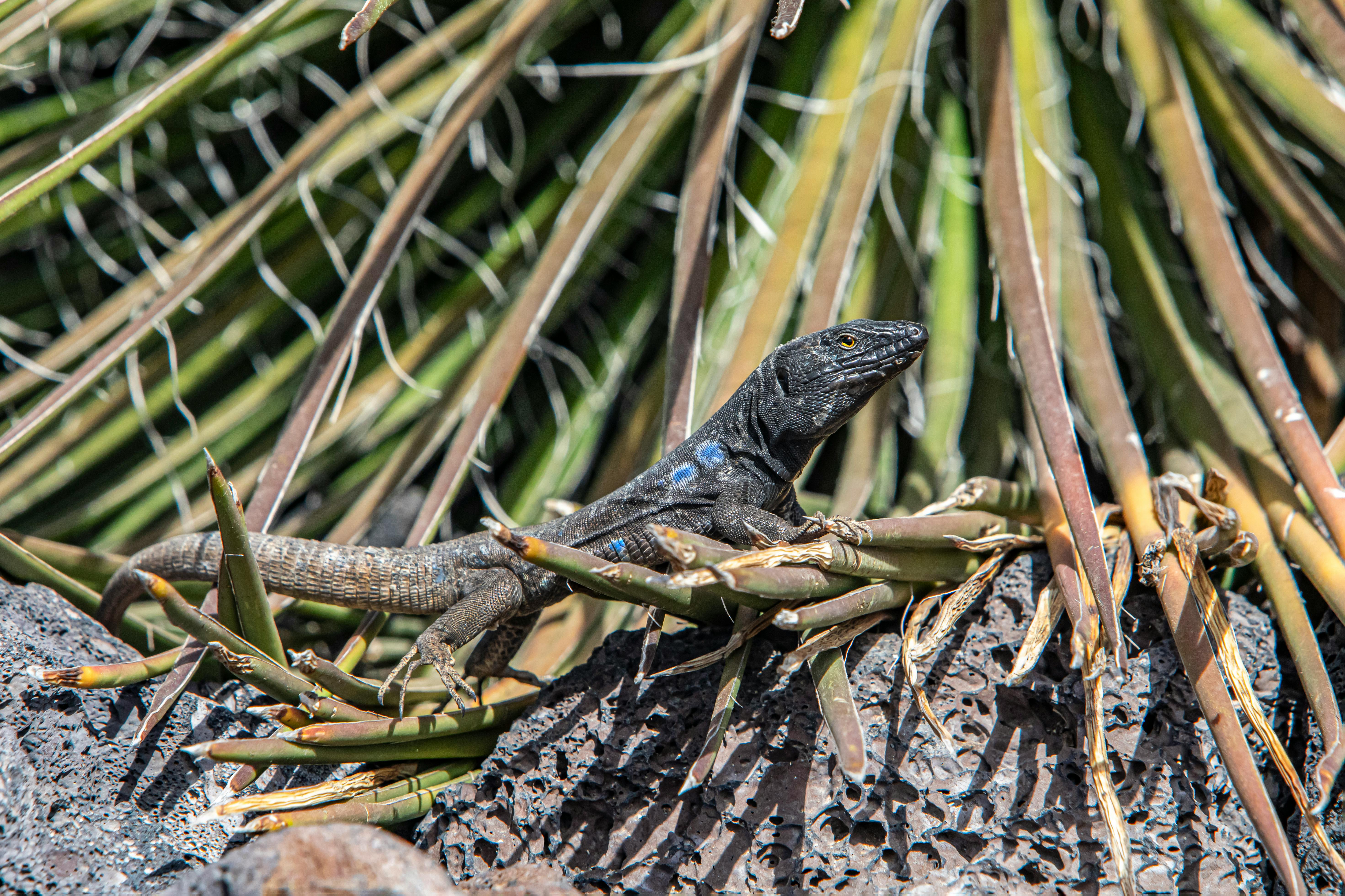 Lizard on Twigs · Free Stock Photo