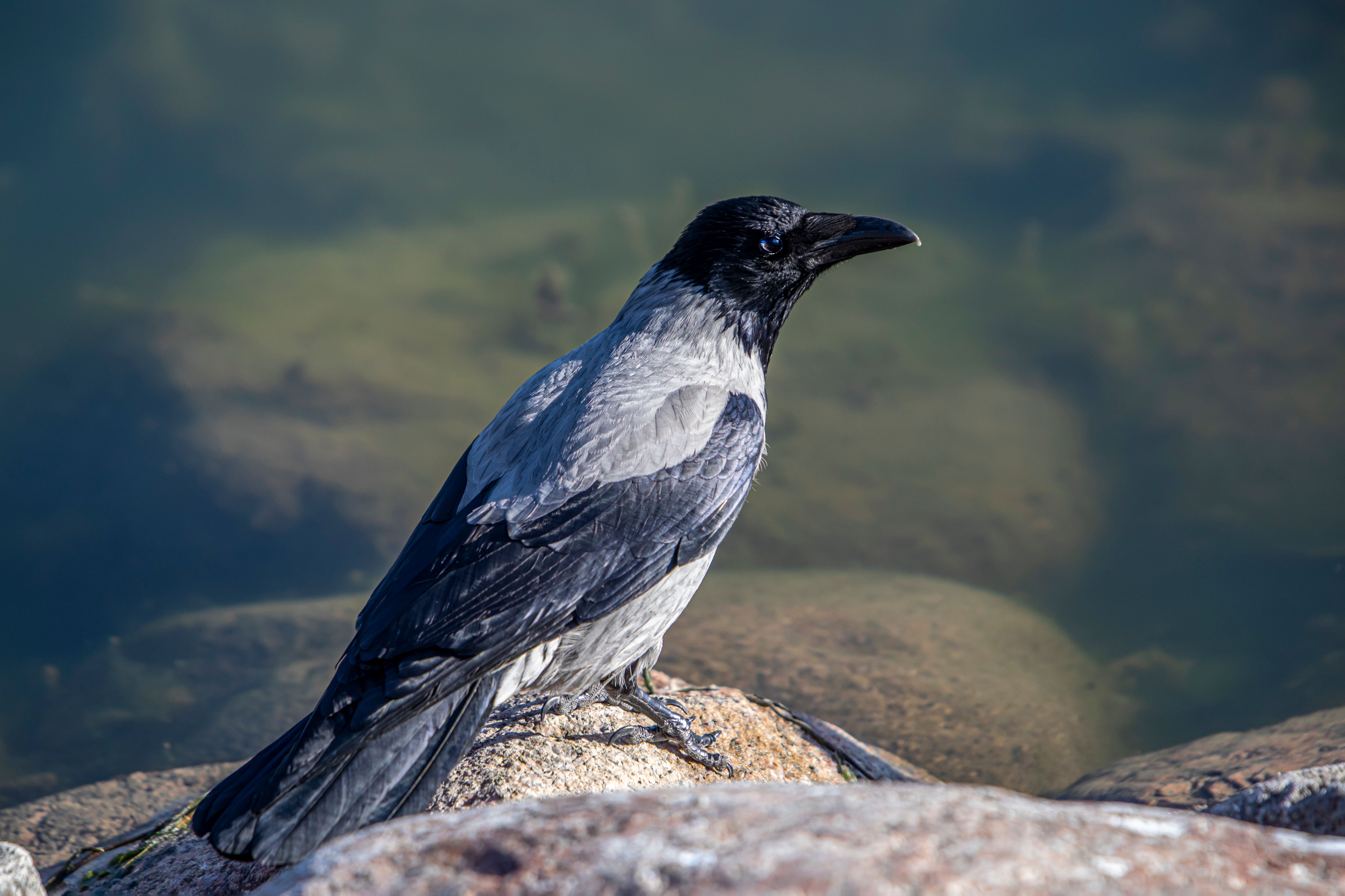A bird sitting on a rock by a body of water · Free Stock Photo
