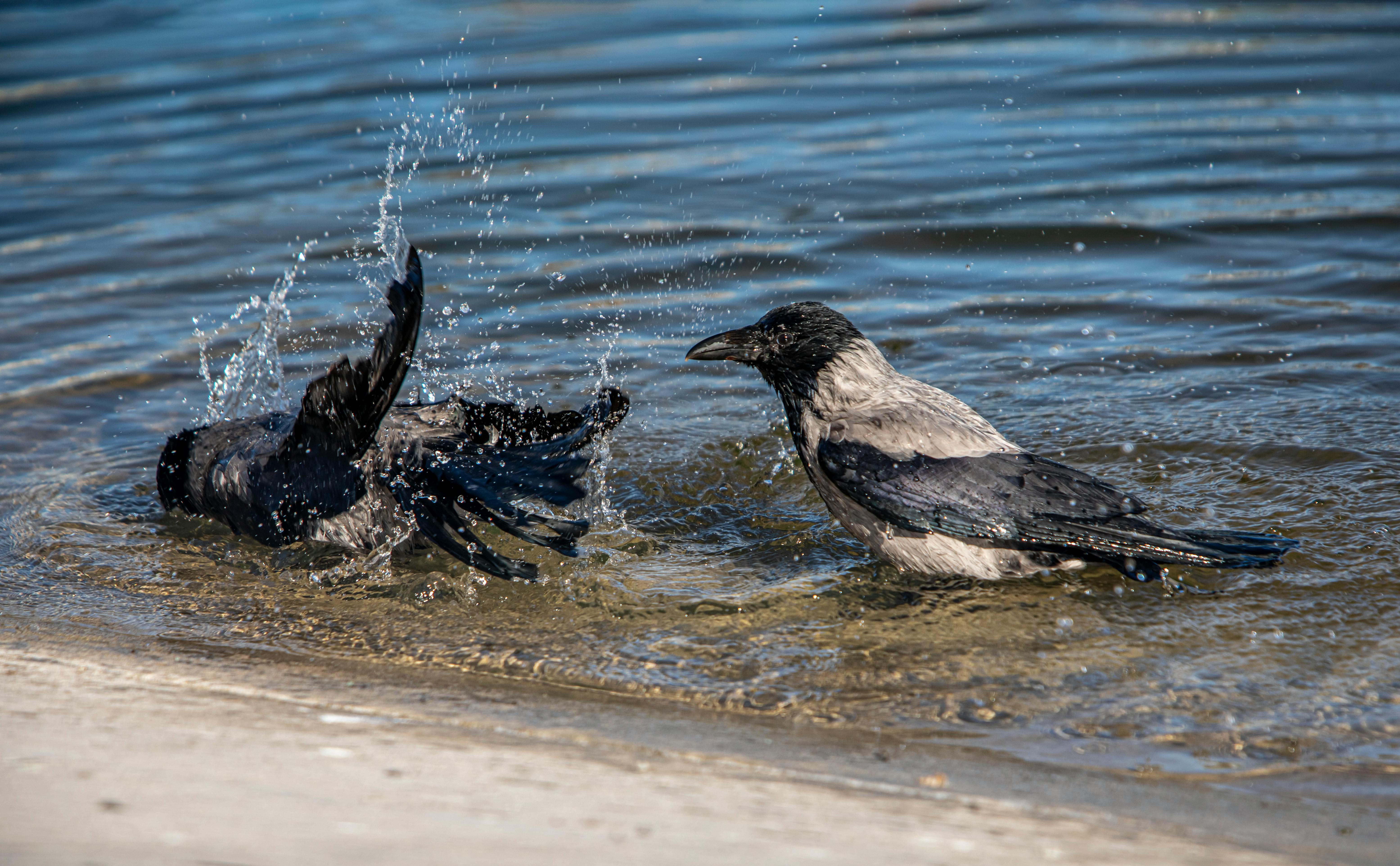 Close-up of Crows Splashing Water · Free Stock Photo