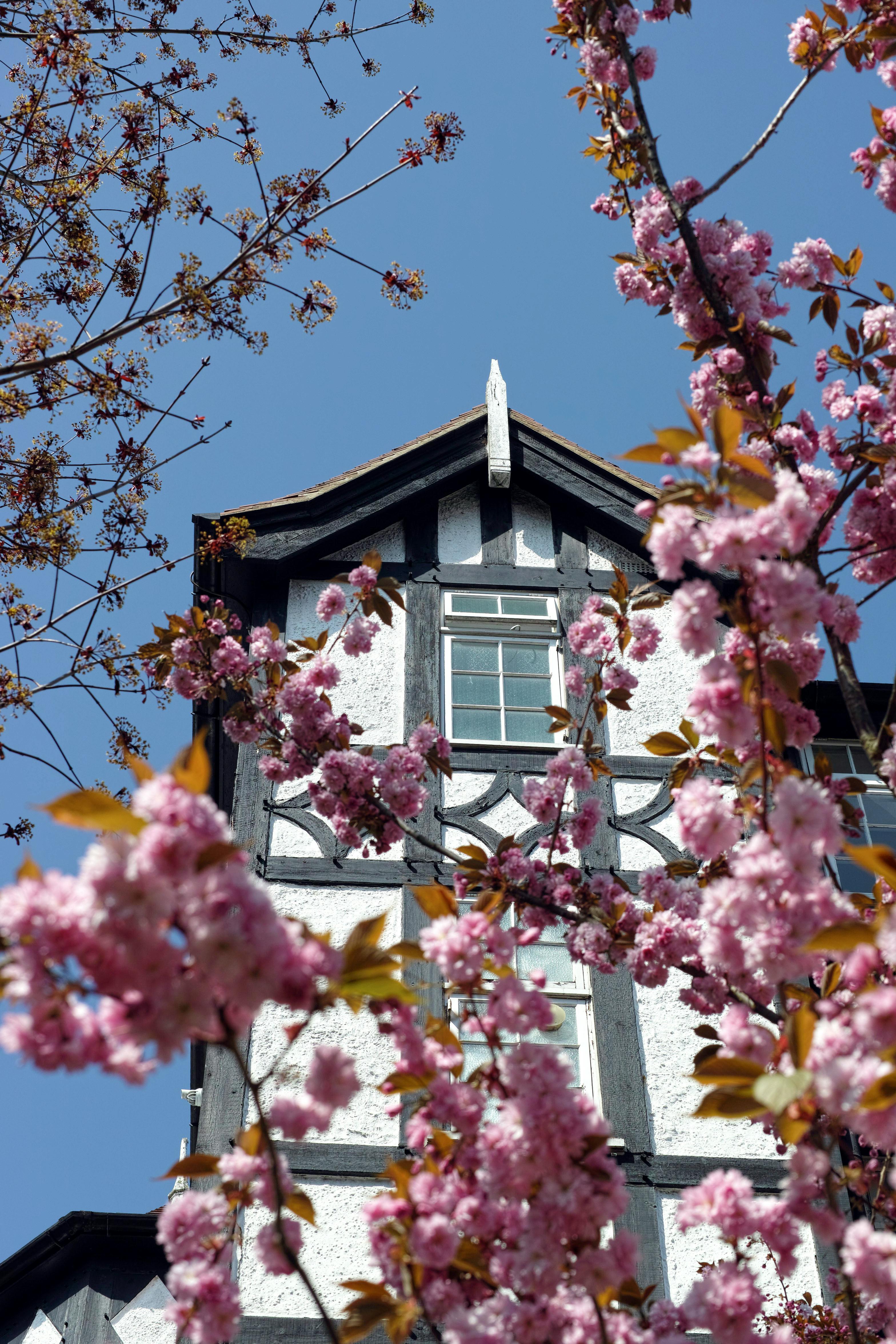 Tudor Flower Photos, Download The BEST Free Tudor Flower Stock Photos ...