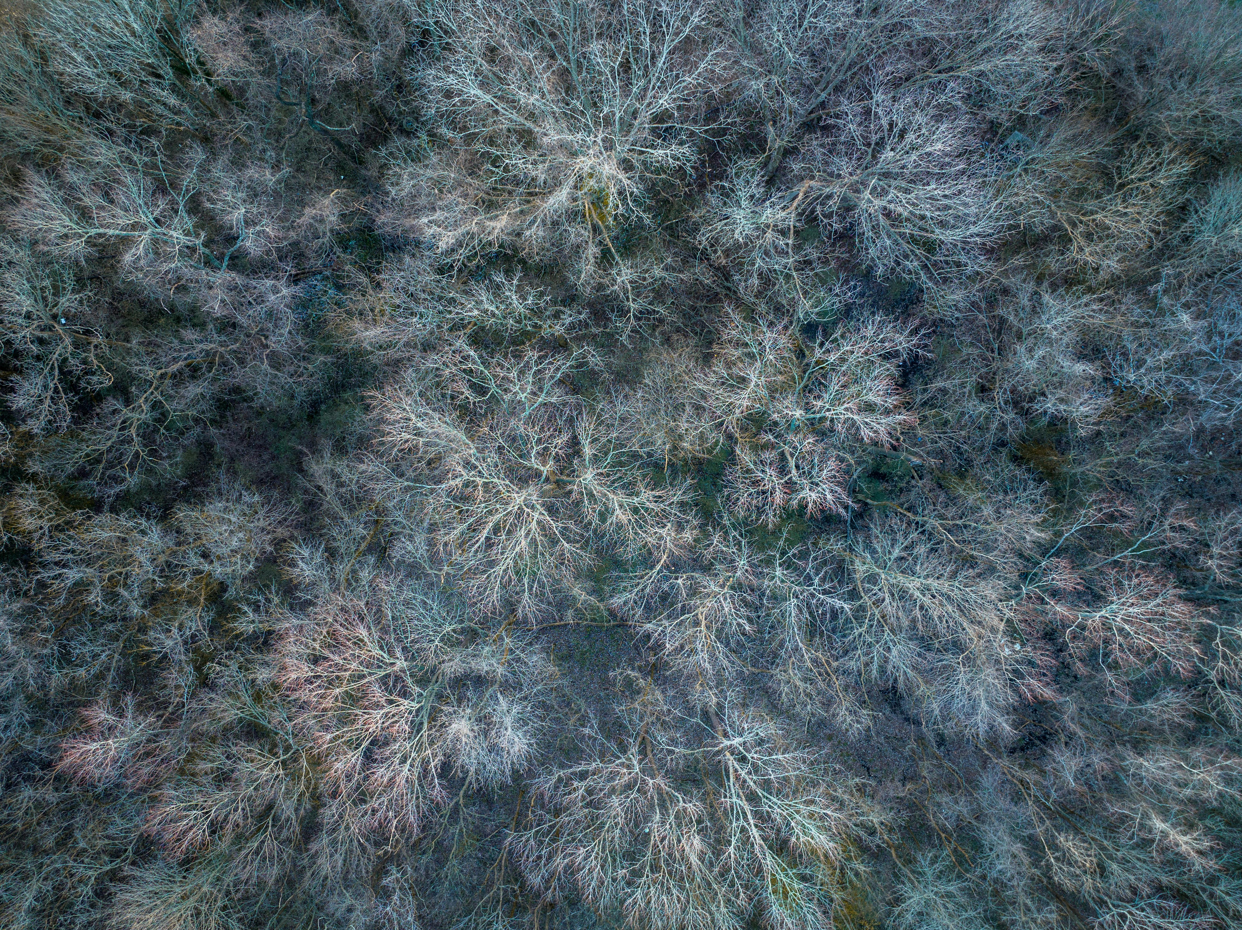 Forest in Winter from a Birds Eye View · Free Stock Photo