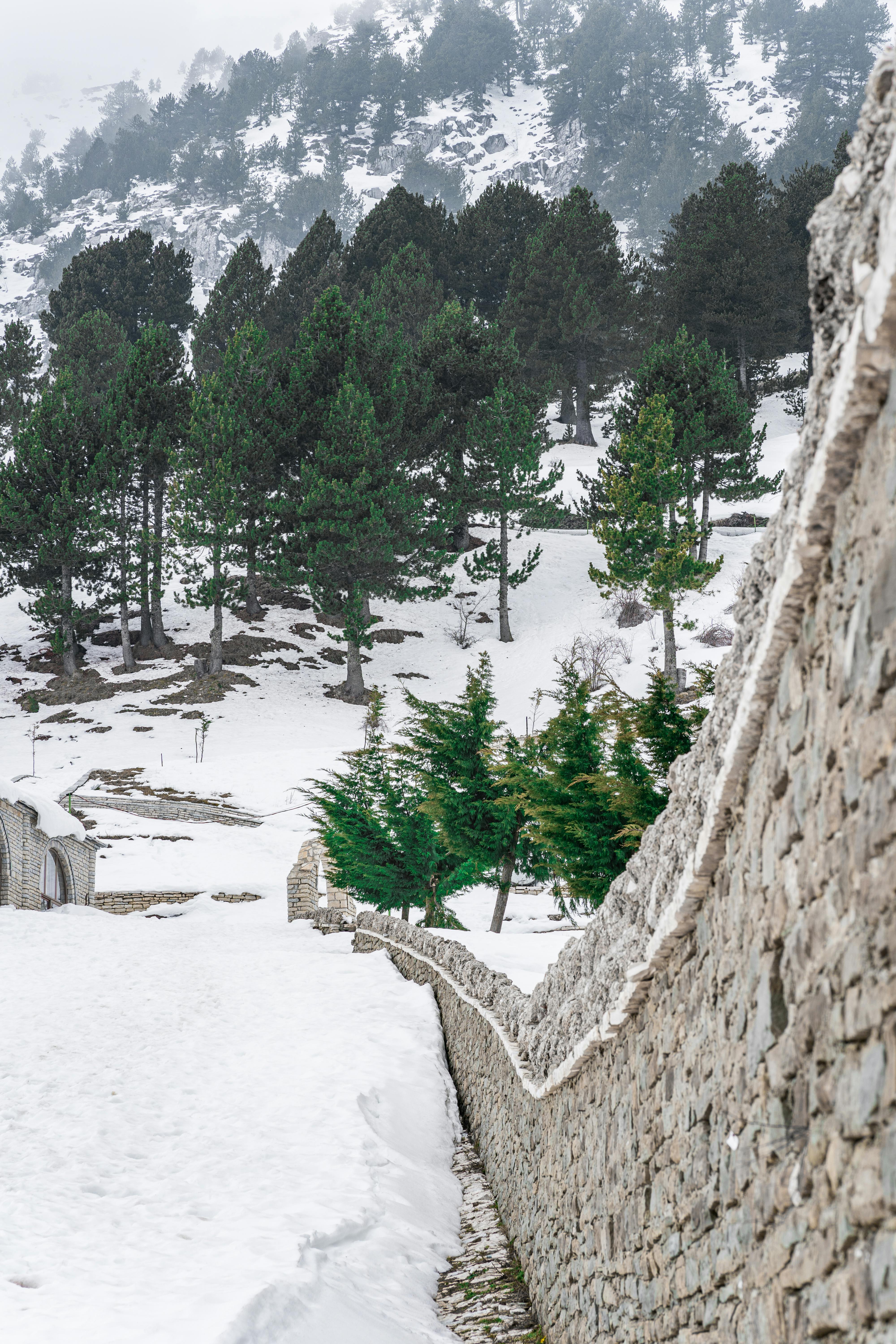 Snow Cap Pine Tree · Free Stock Photo