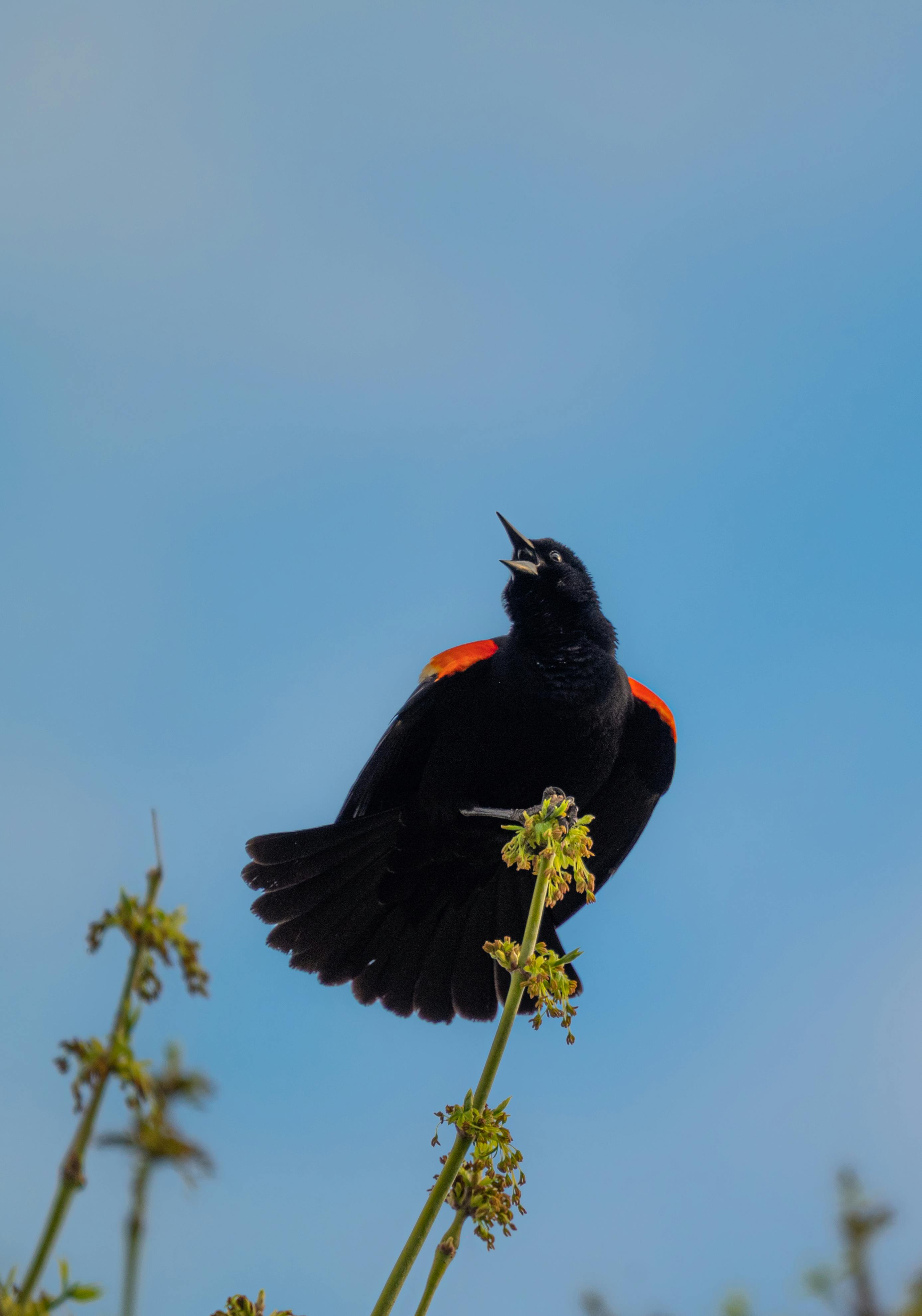 Bird Tanks Photos, Download The BEST Free Bird Tanks Stock Photos & HD ...