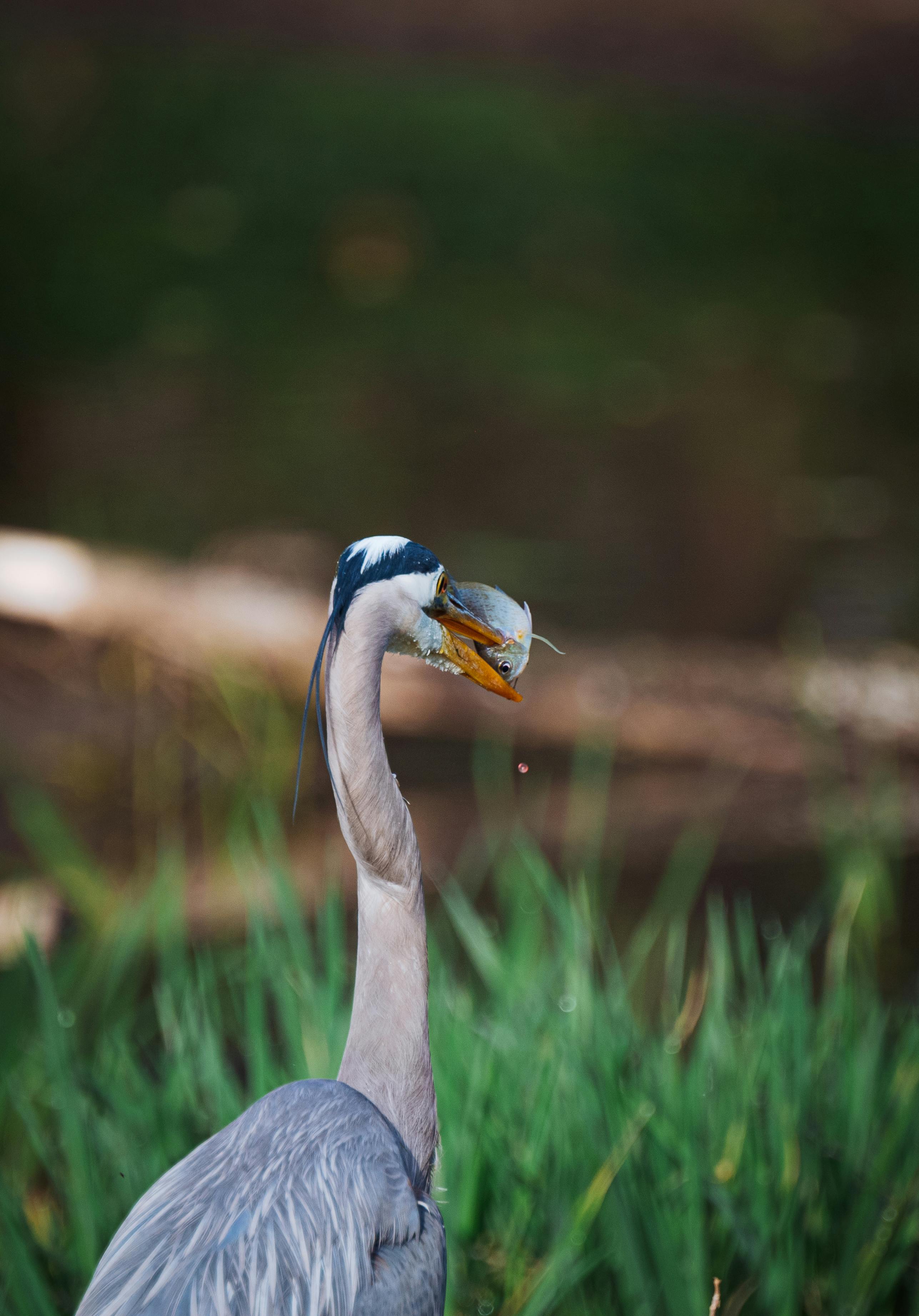 Bird Tanks Photos, Download The BEST Free Bird Tanks Stock Photos & HD ...