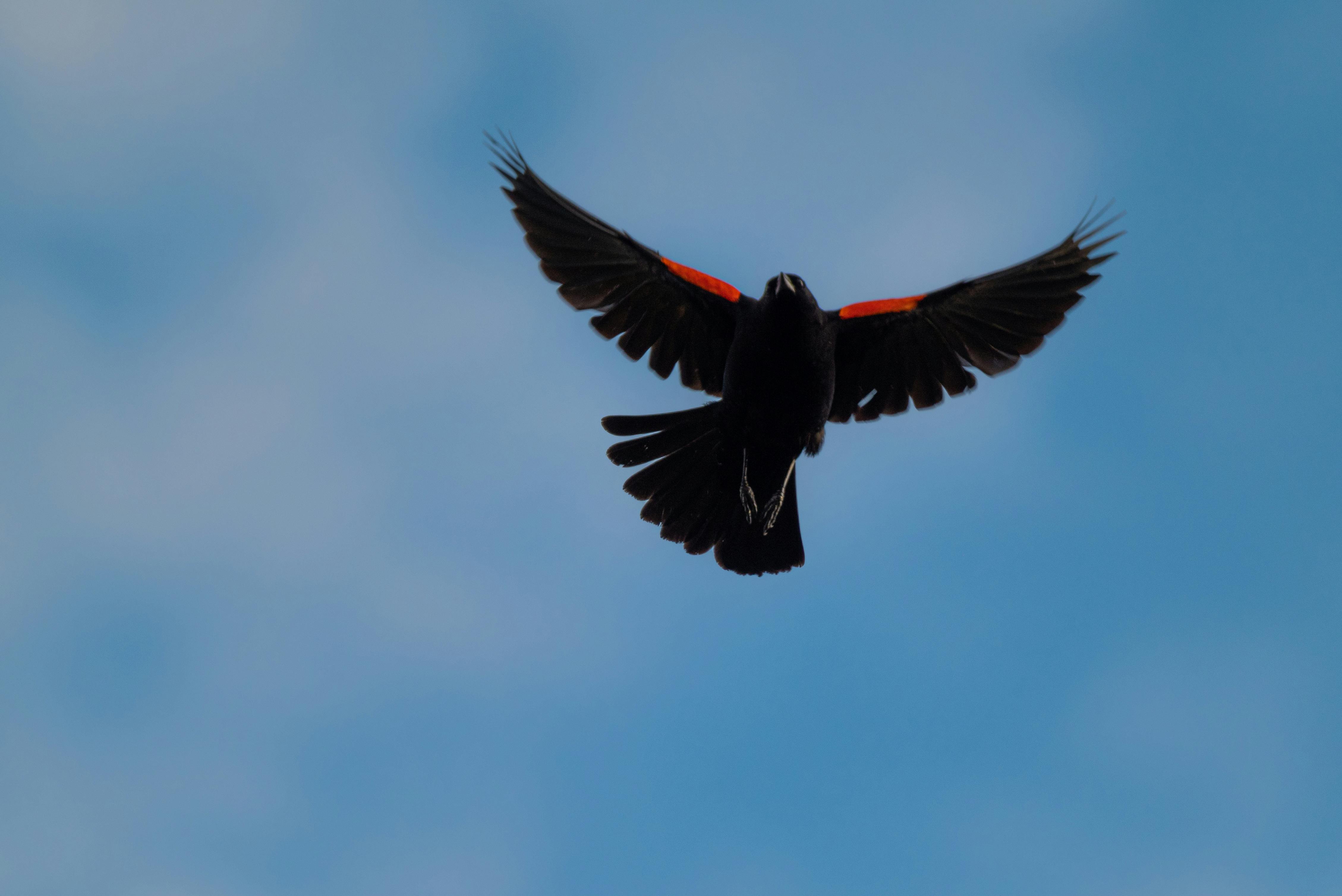 A Red-winged Blackbird Flying on the Background of a Blue Sky · Free ...