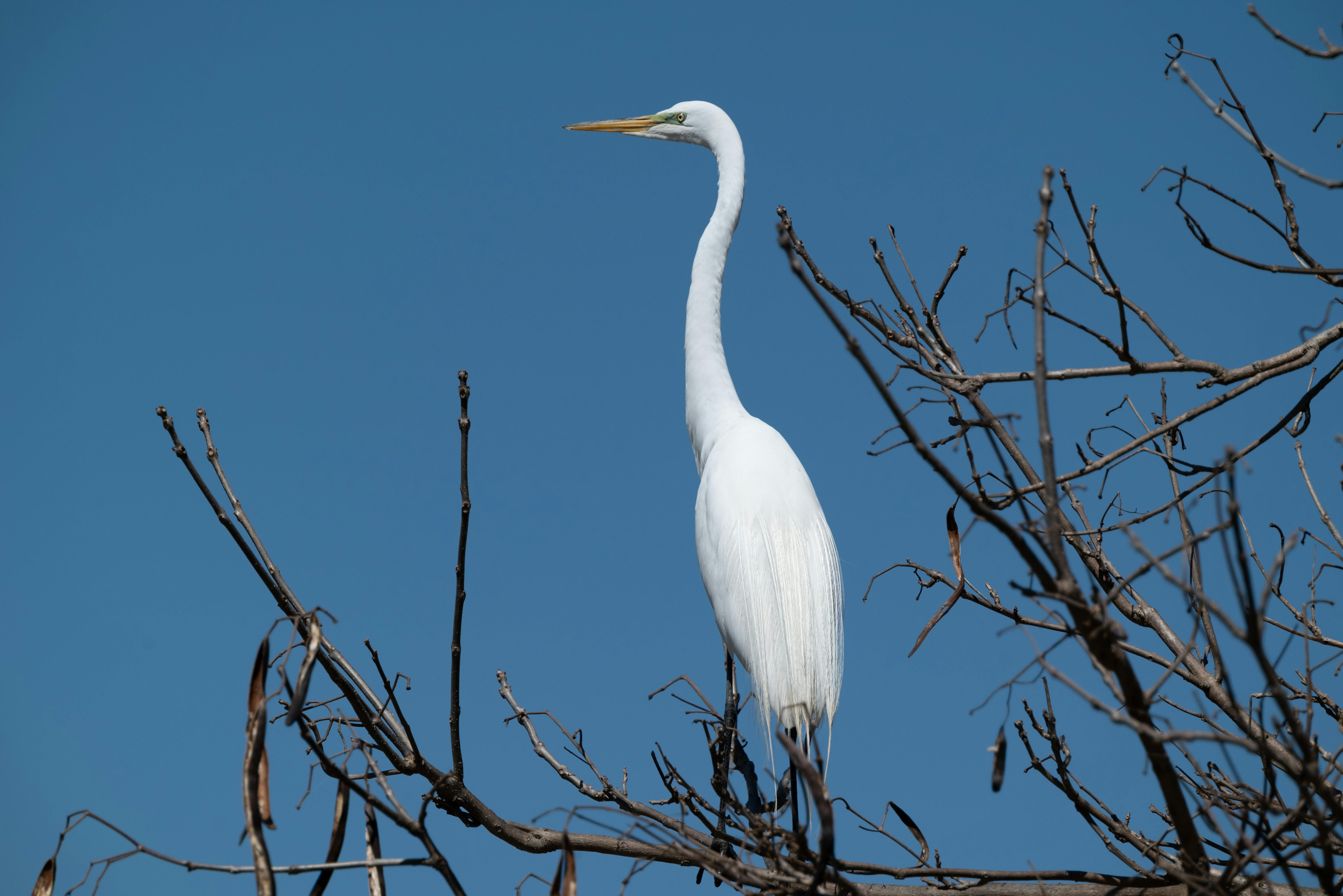 Bird Tanks Photos, Download The BEST Free Bird Tanks Stock Photos & HD ...