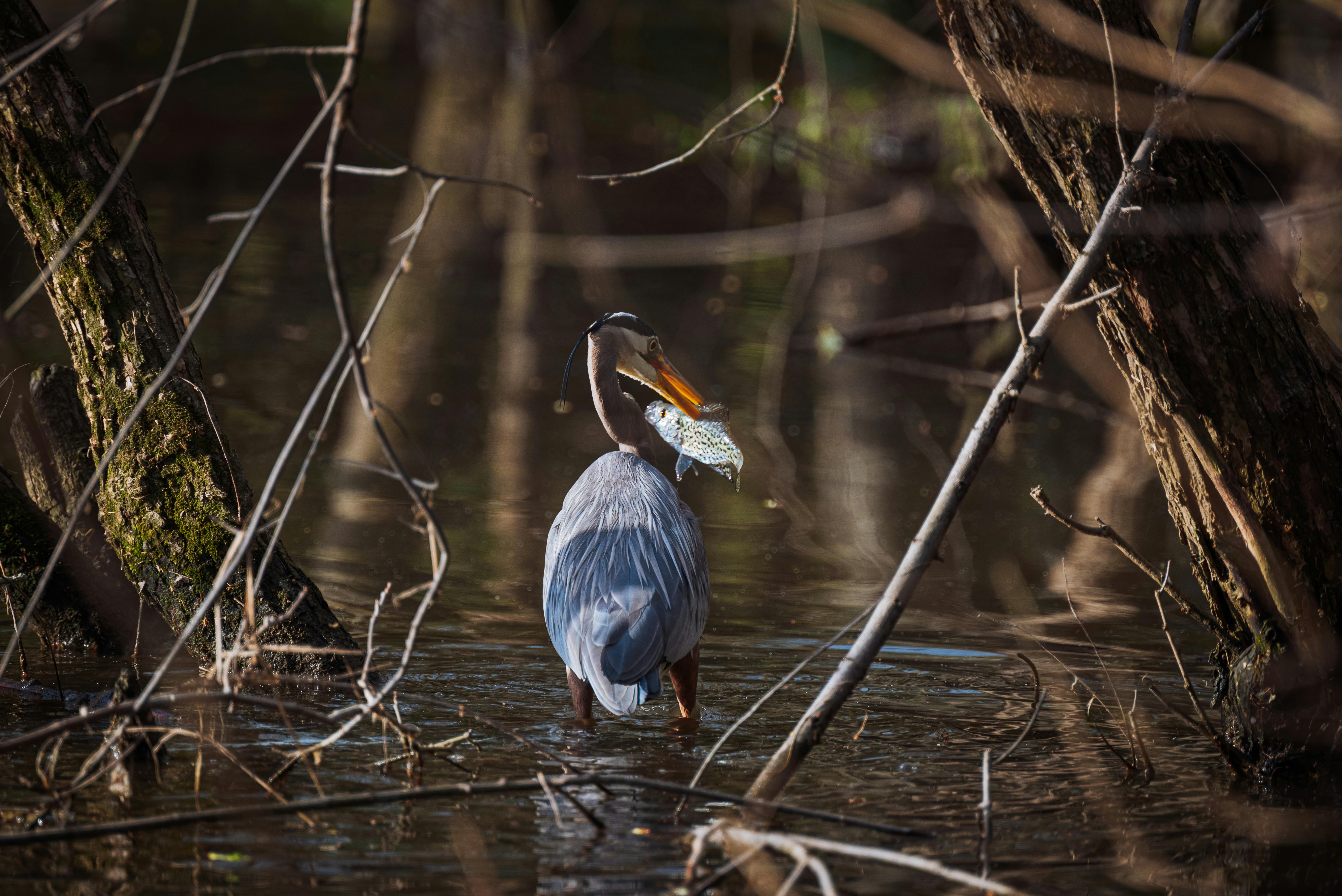 Great Blue Heron Bird Catching Fish · Free Stock Photo