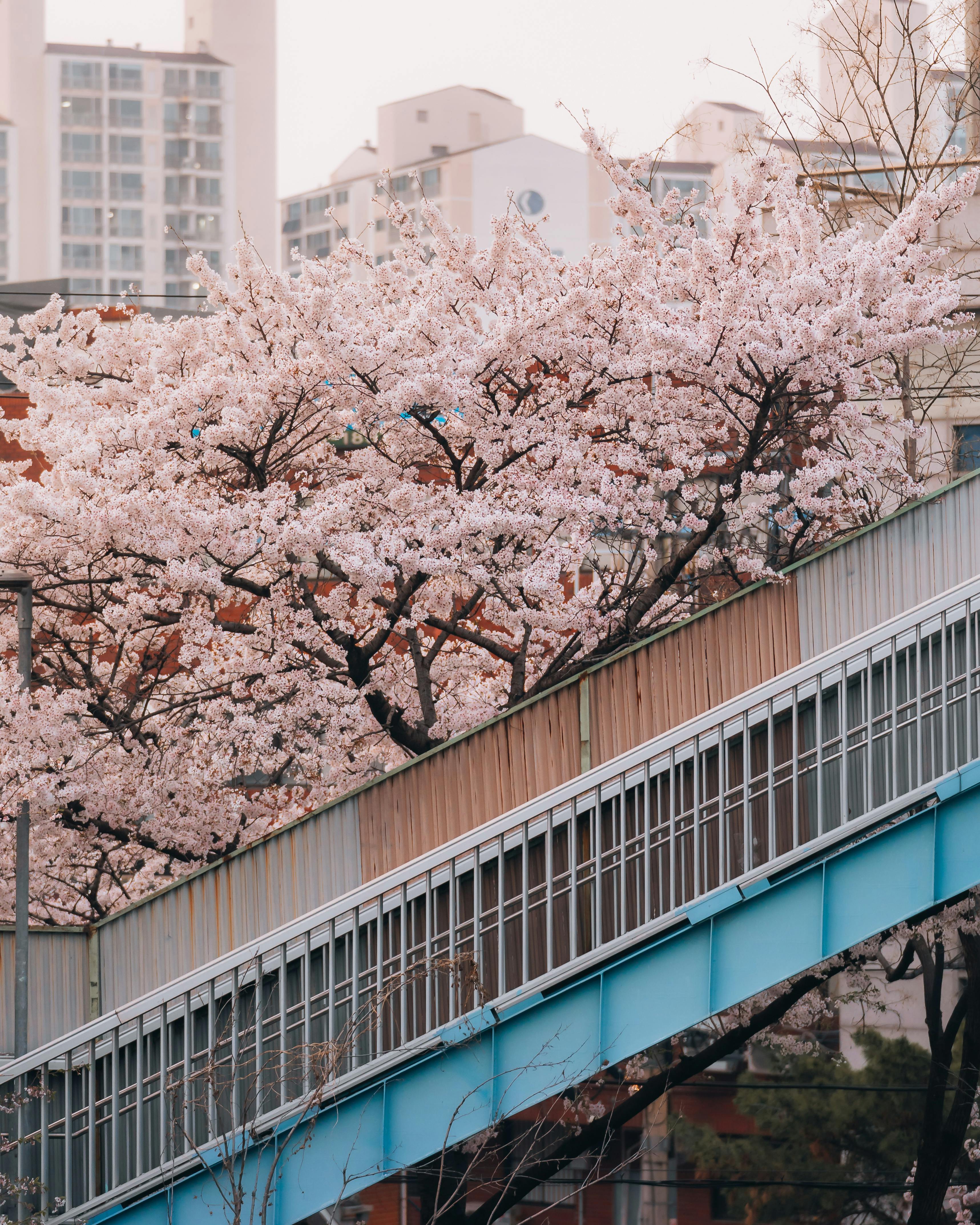 Sakura Pas Hana Photos, Download The BEST Free Sakura Pas Hana Stock ...