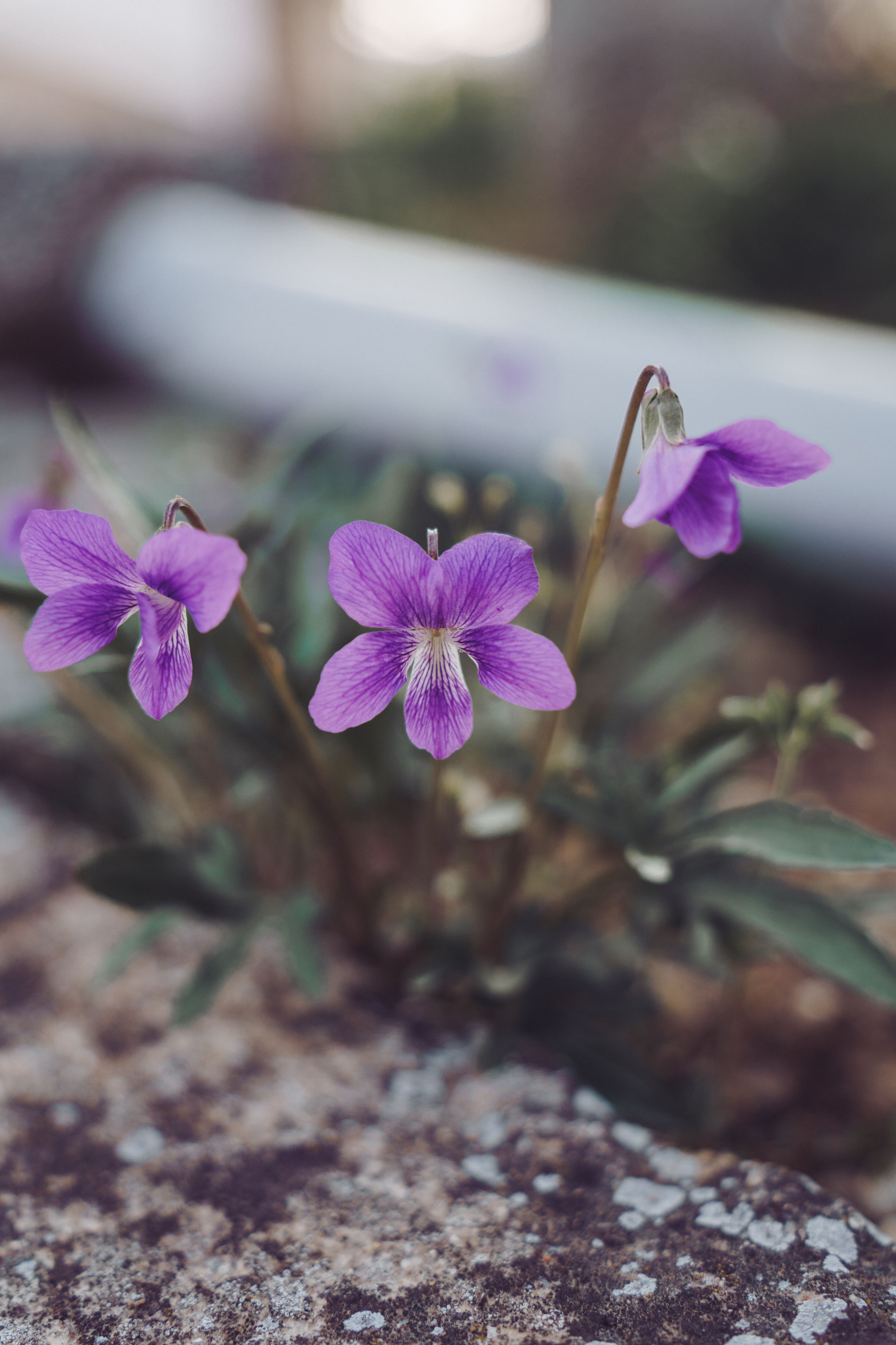 Close-up of Violet Flowers, Viola Mandshurica · Free Stock Photo