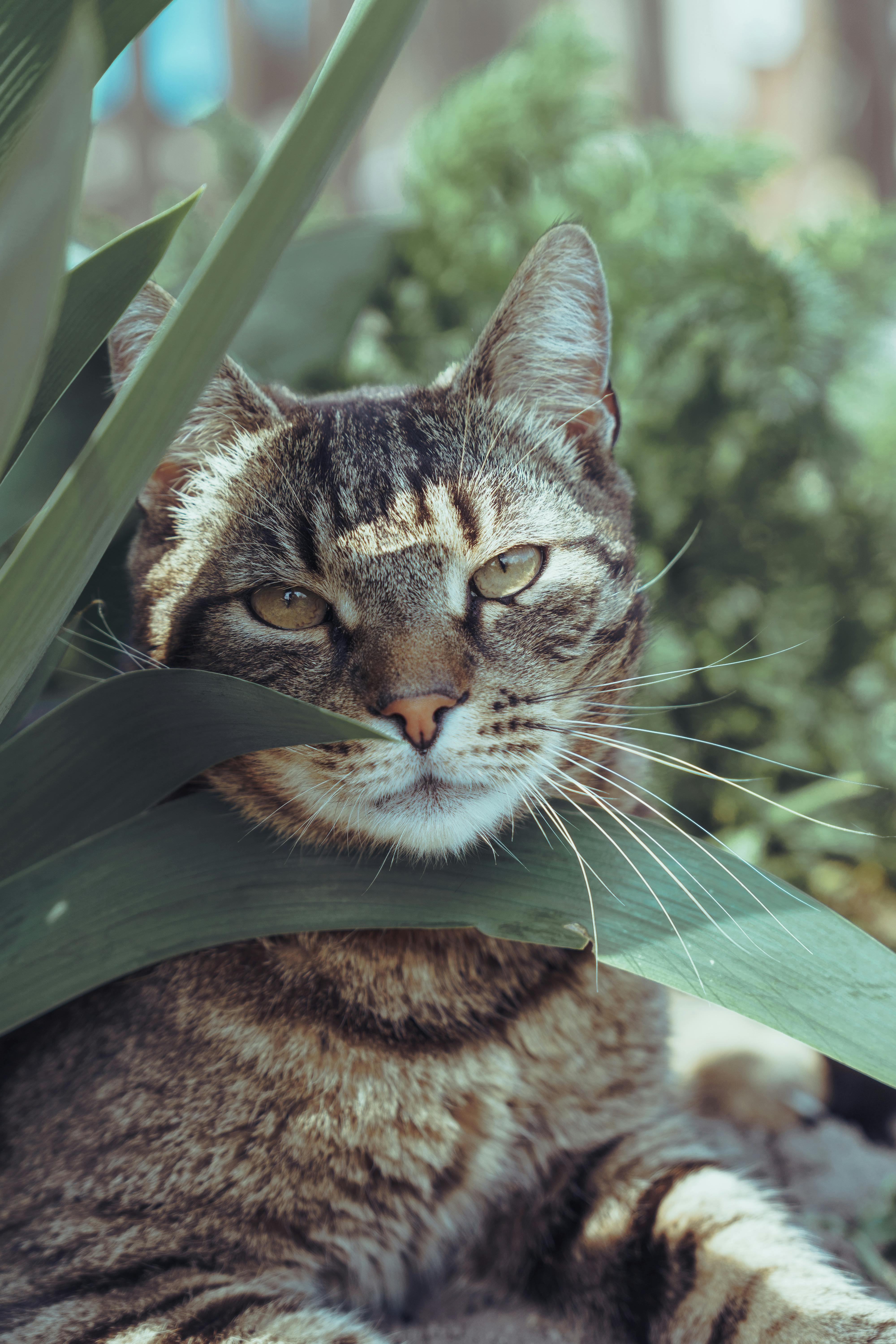 Cute Cat among Leaves · Free Stock Photo