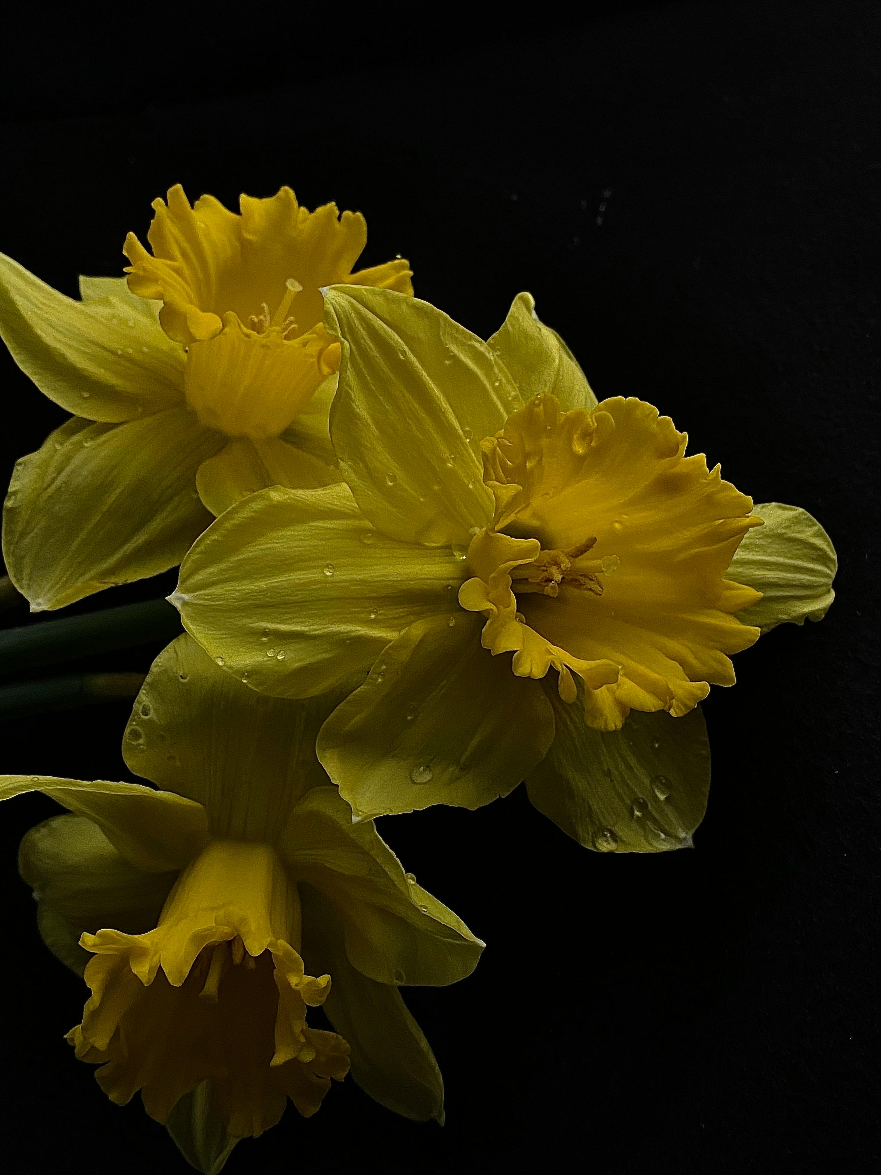 Zoom Backgrounds Spring Photos, Download The BEST Free Zoom Backgrounds ...