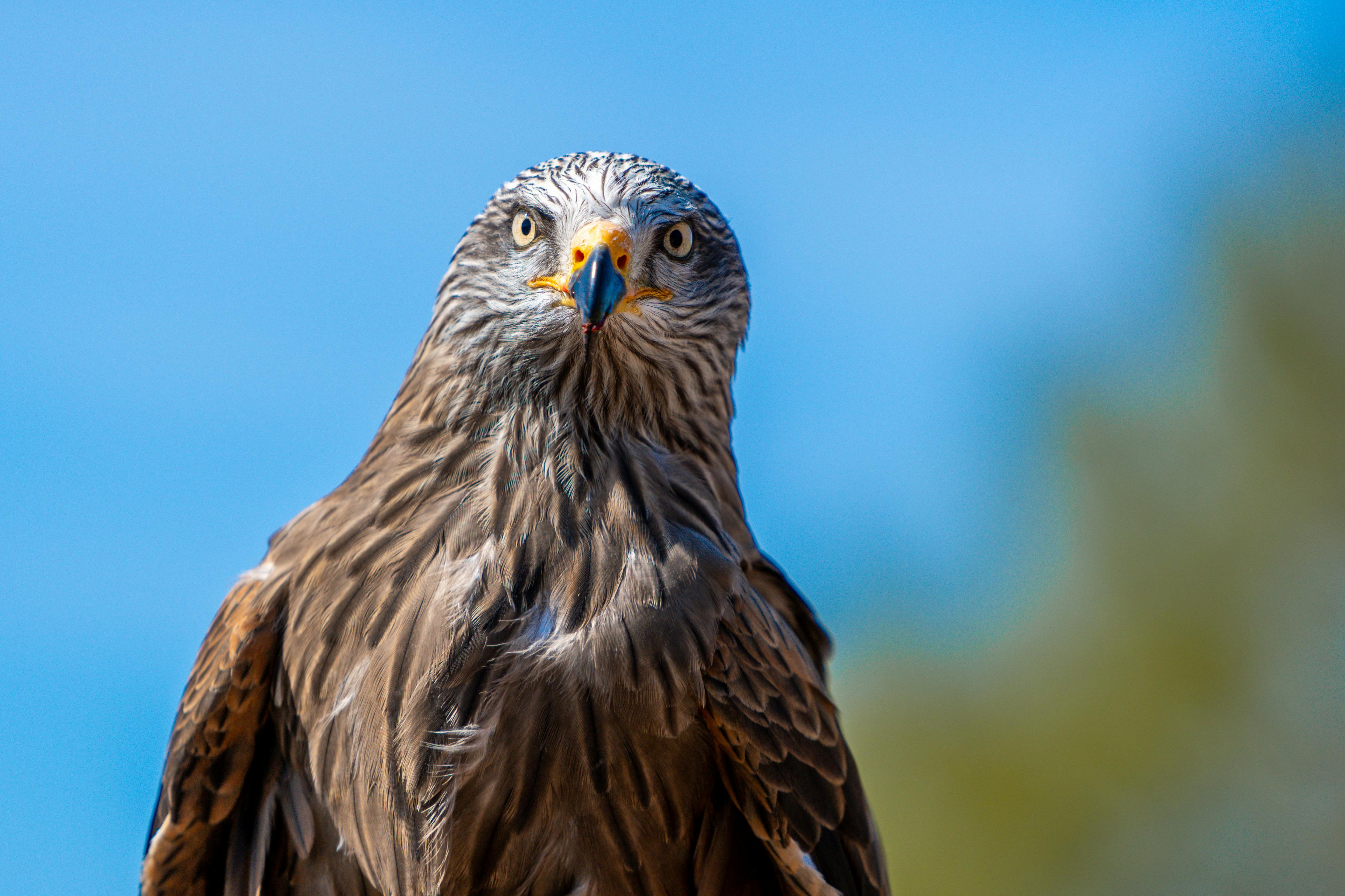 Close-up of a Red Kite Bird · Free Stock Photo