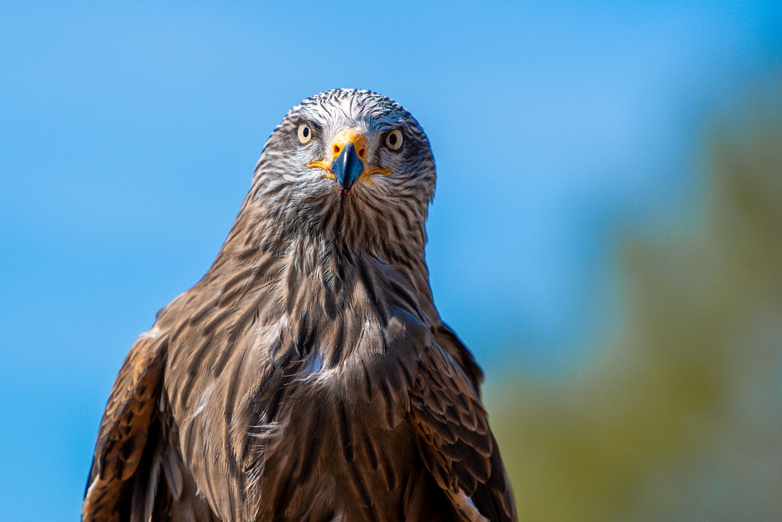 Red Kite Photos, Download The BEST Free Red Kite Stock Photos & HD Images
