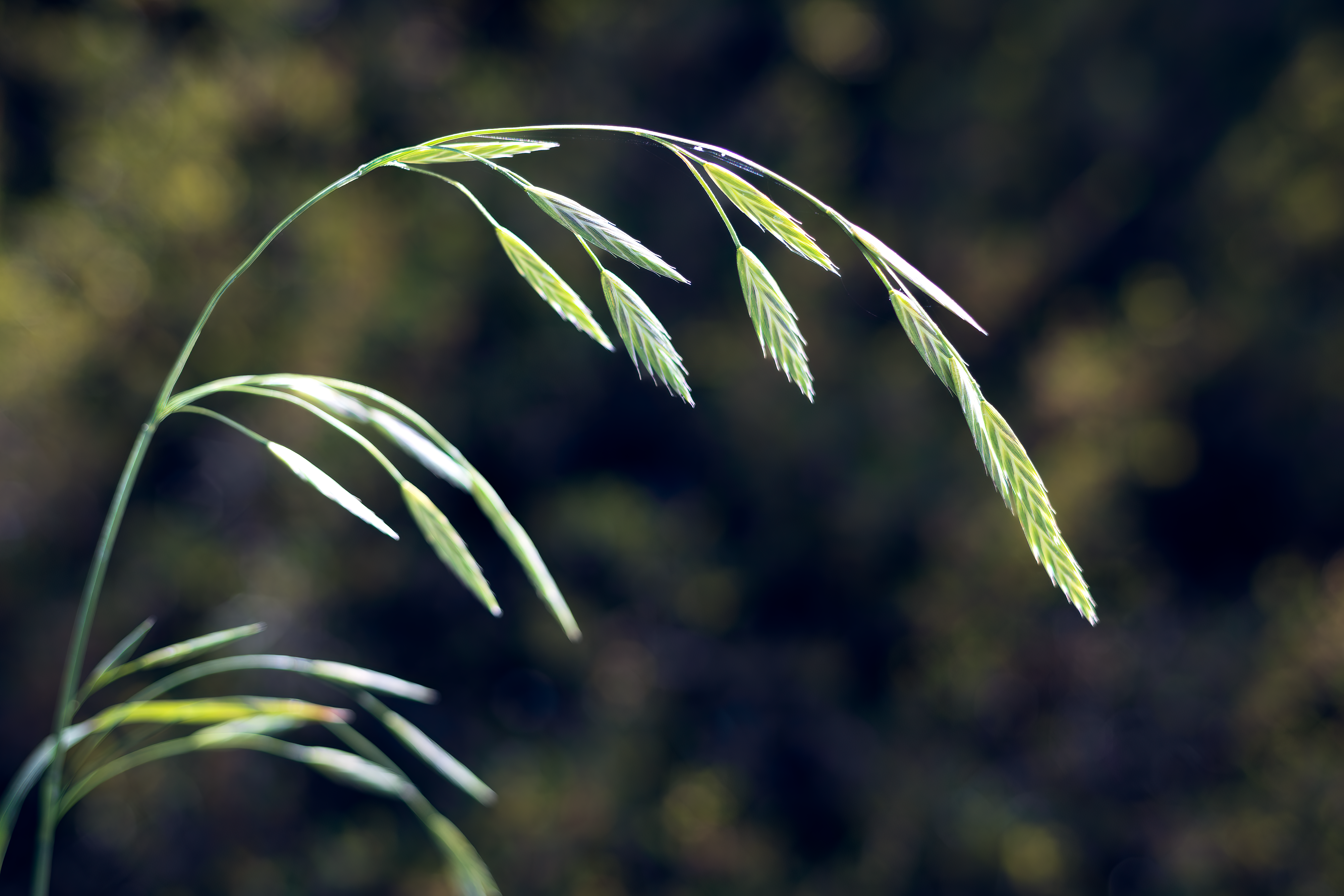 Clse-up of Brome Grass · Free Stock Photo