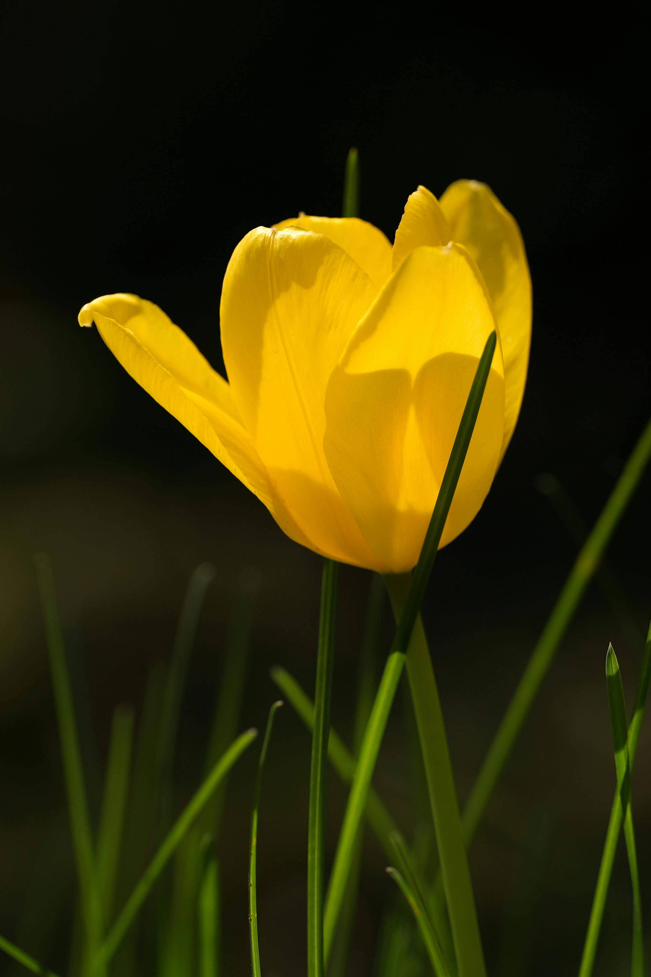 A Yellow Tulip · Free Stock Photo