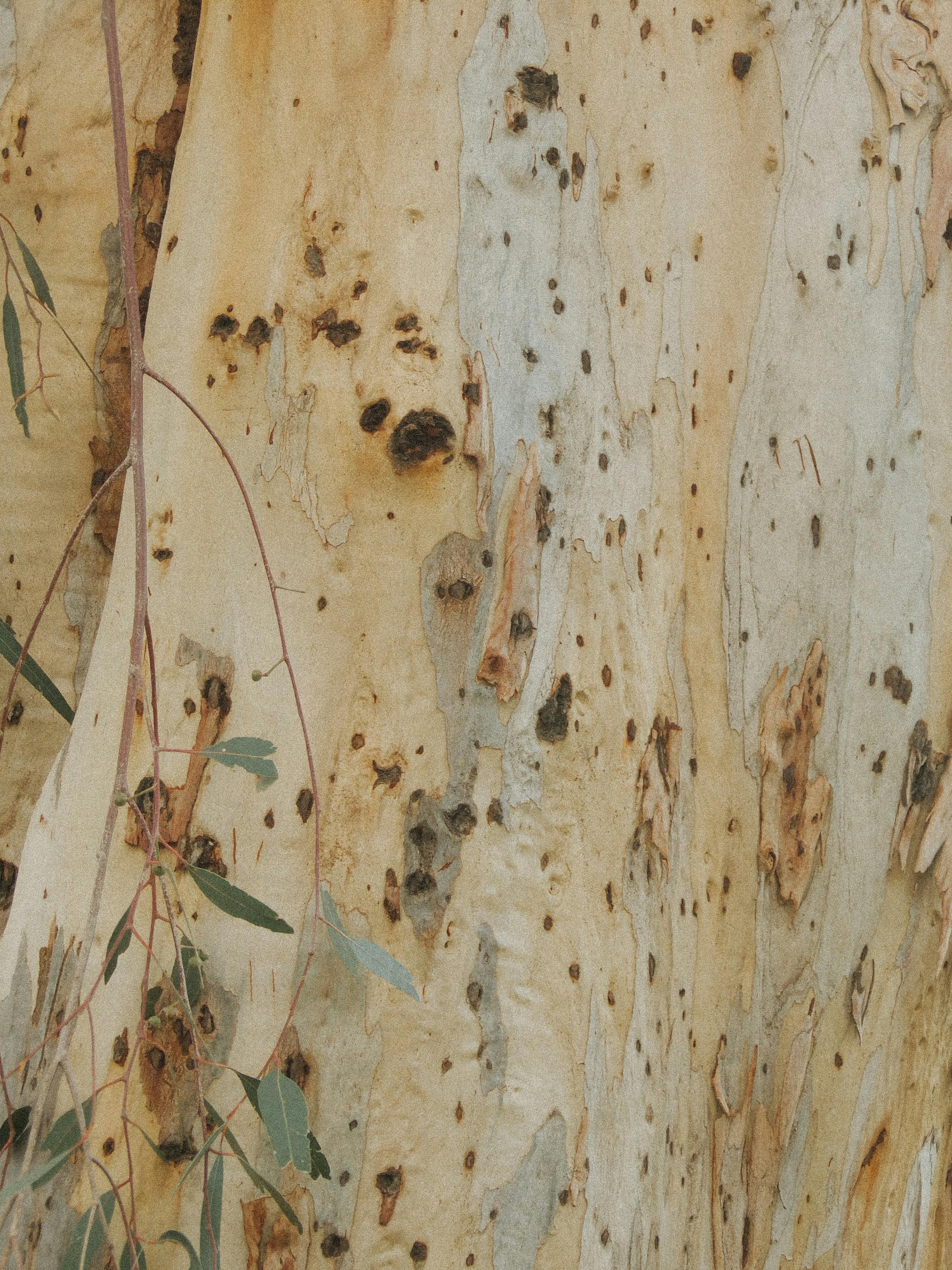 Tree Trunk Without Bark · Free Stock Photo