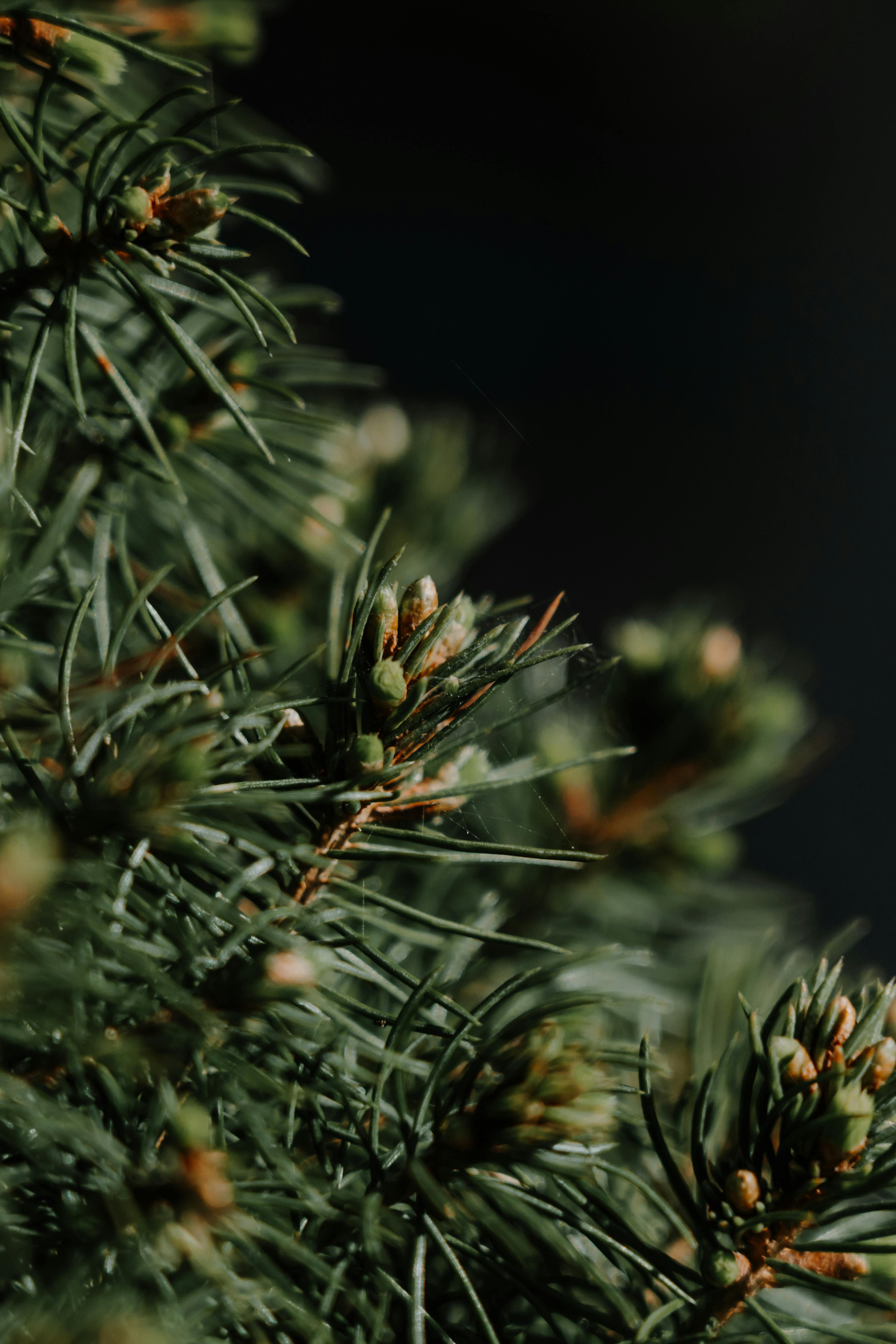 Evergreen Tree Branches · Free Stock Photo