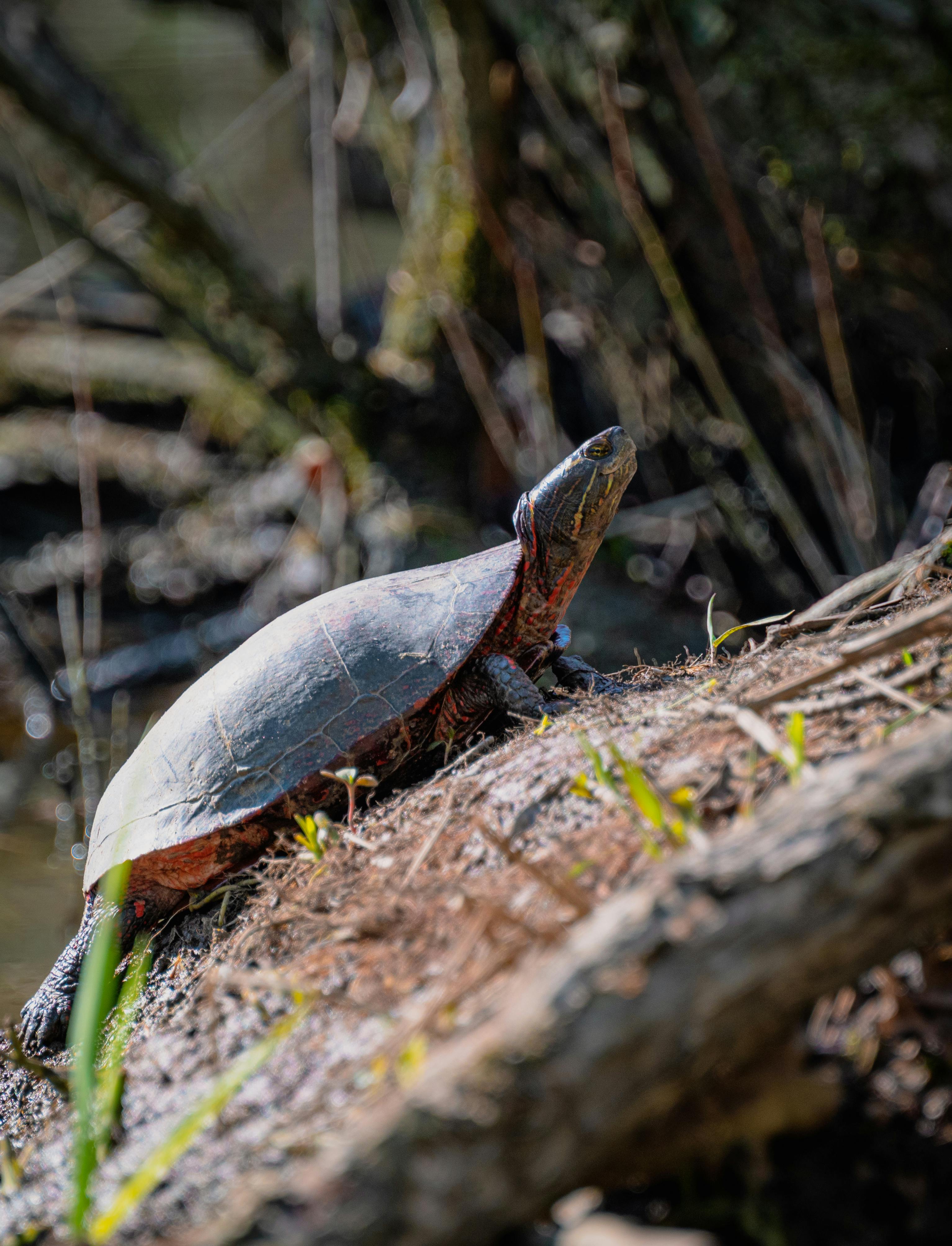 Closeup of a Wild Turtle · Free Stock Photo