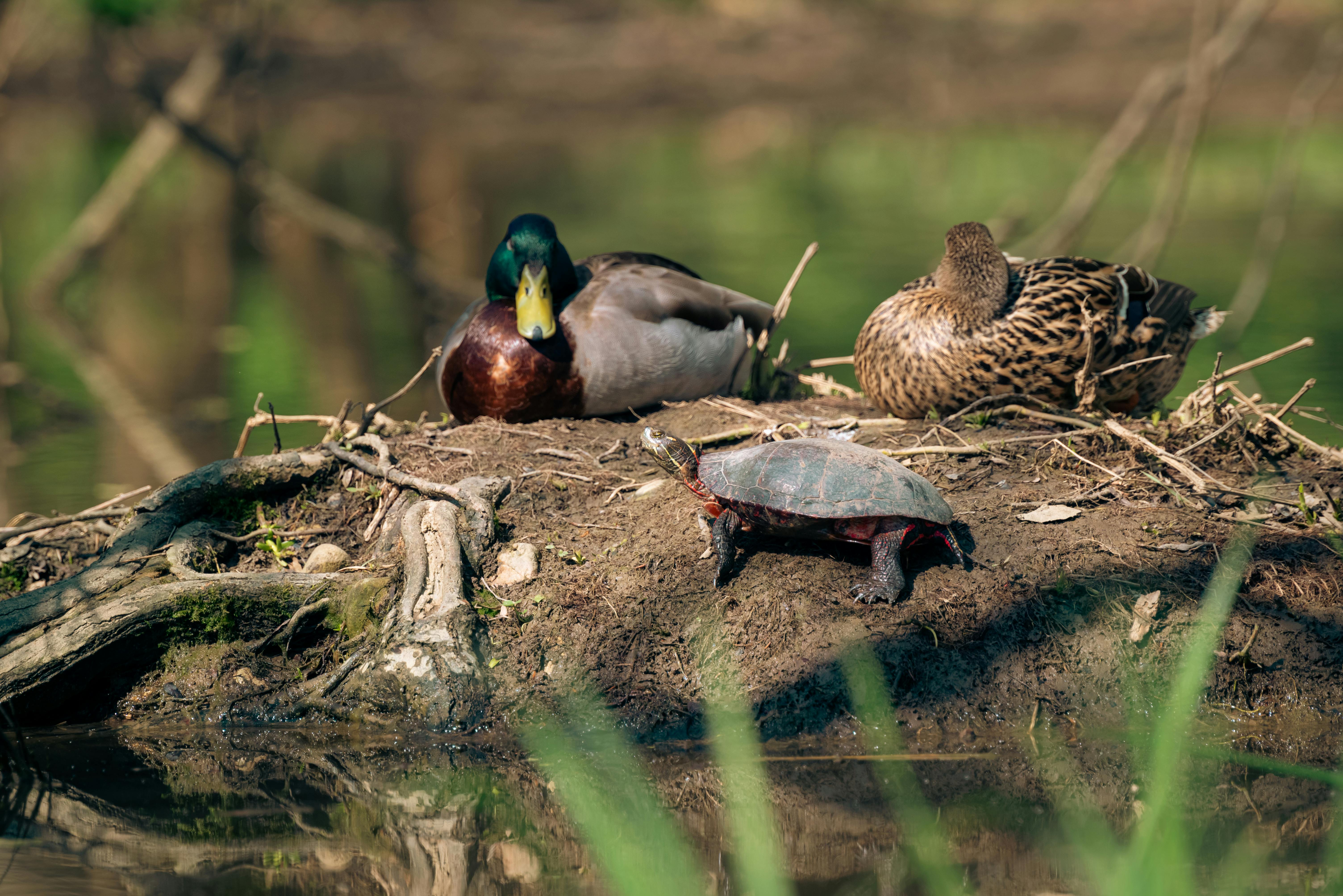 Ducks and Turtle by the Lake · Free Stock Photo
