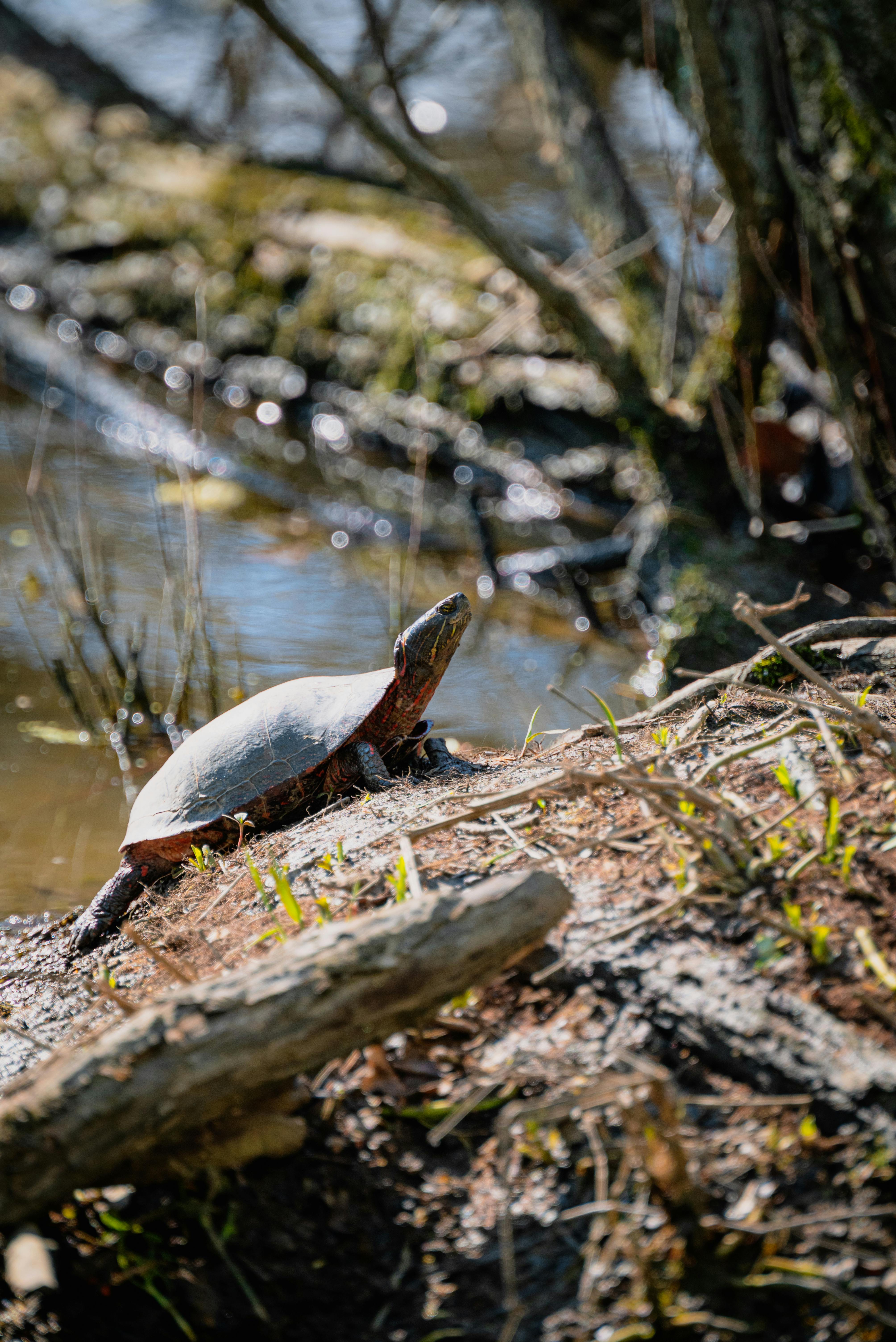 Brown Turtle on Wood Trunk · Free Stock Photo