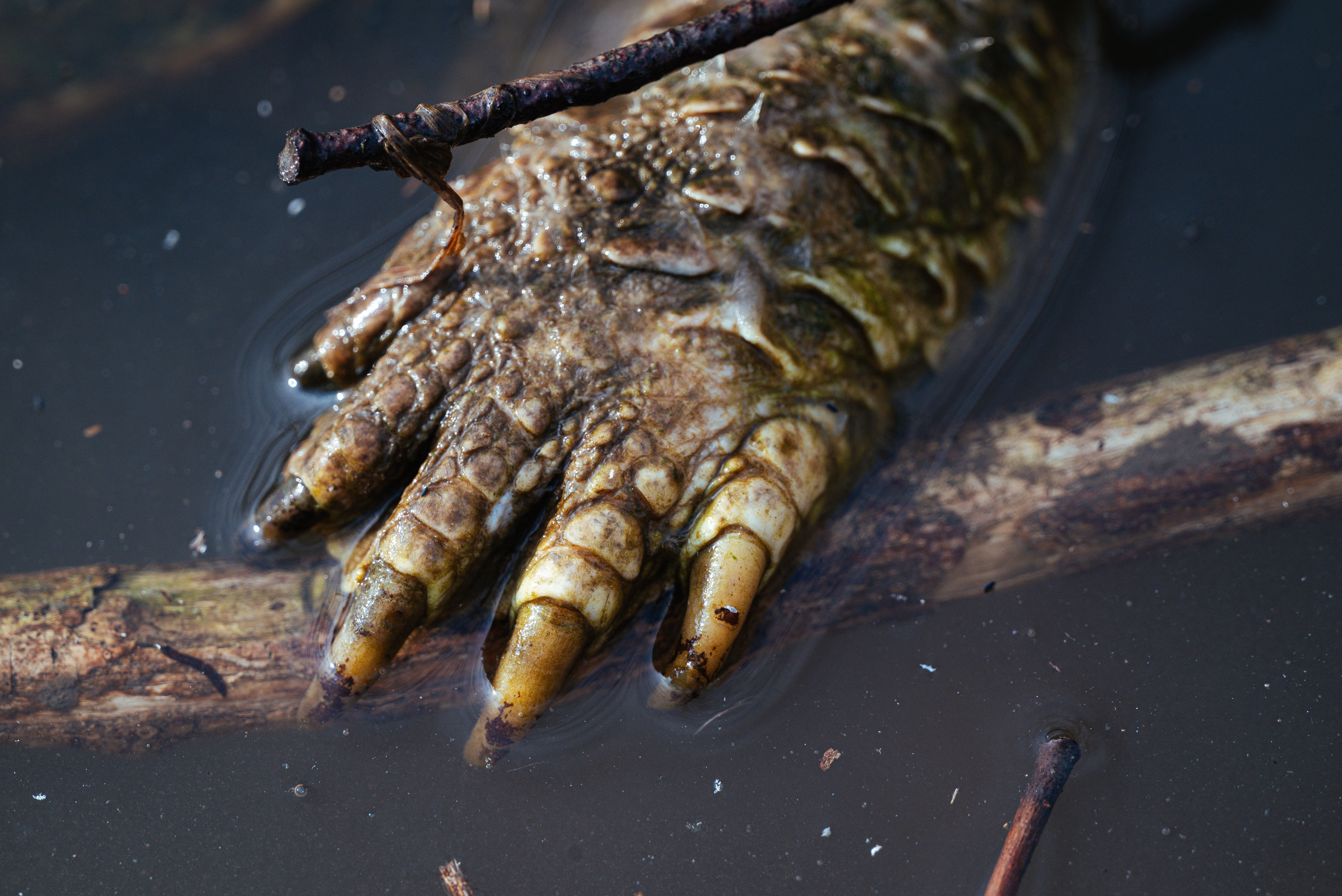 Alligator Foot Photos, Download The BEST Free Alligator Foot Stock ...