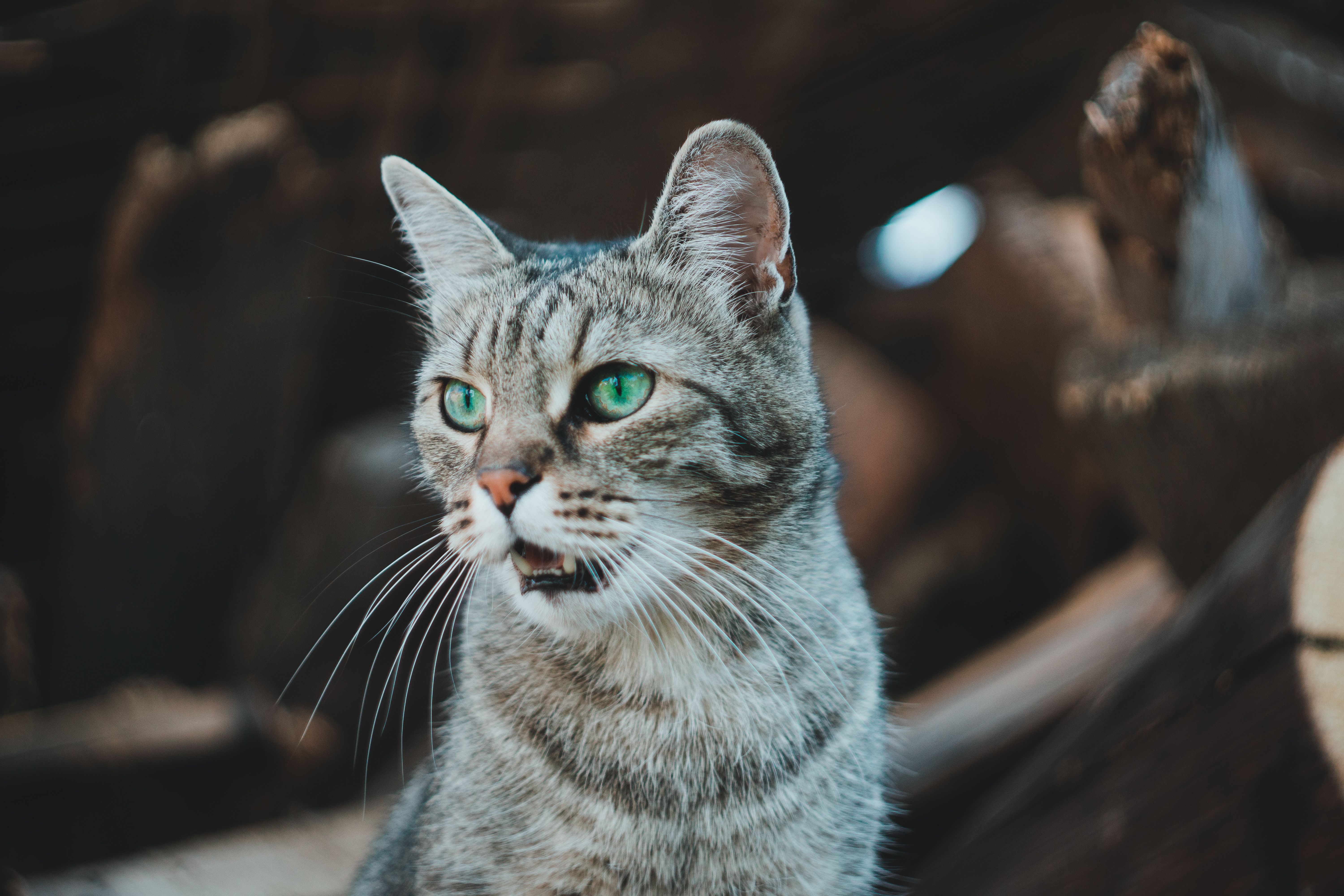 A Portrait of a Little Cat · Free Stock Photo