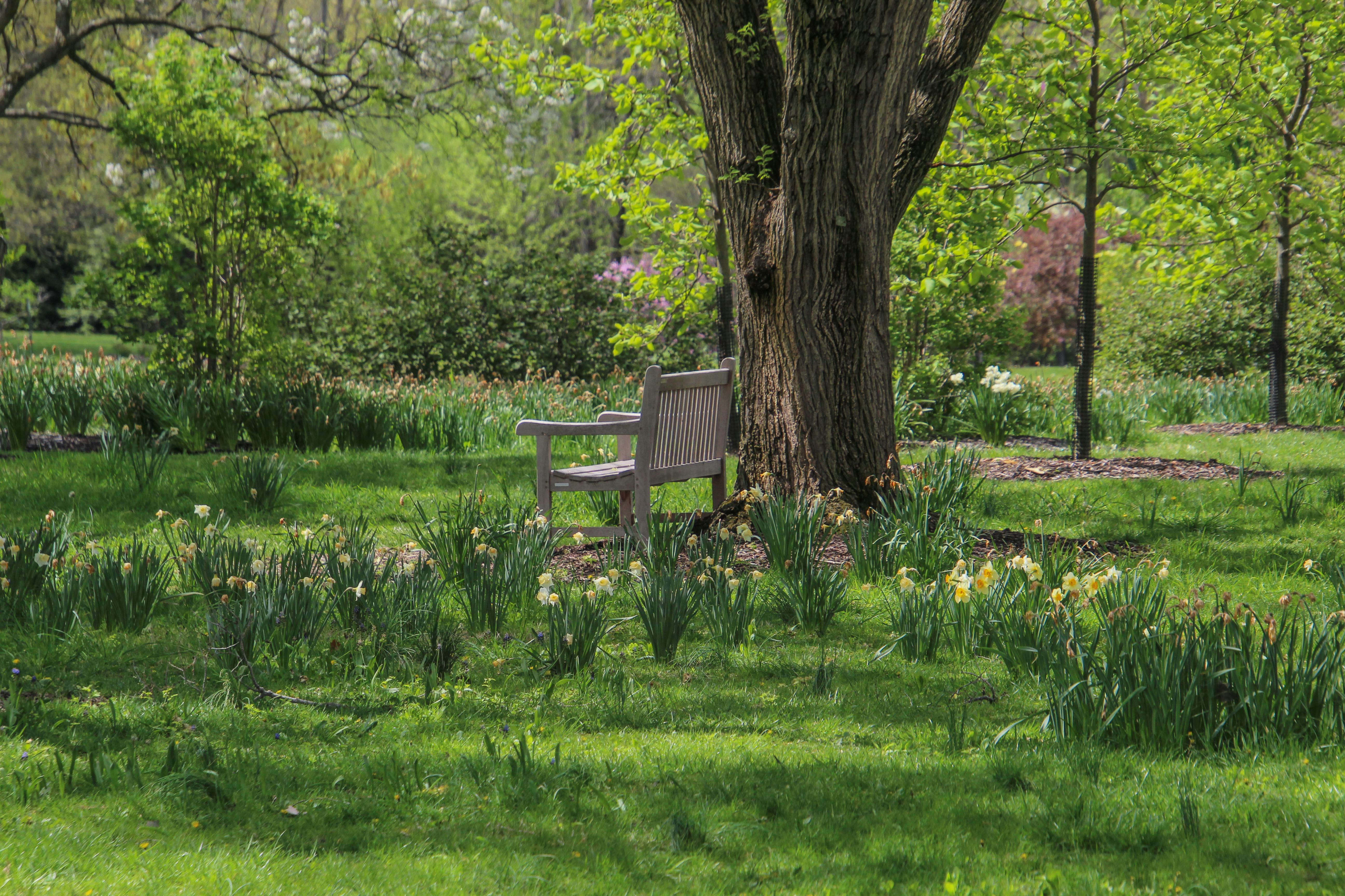 Wooden Bench under Tree in Yard · Free Stock Photo