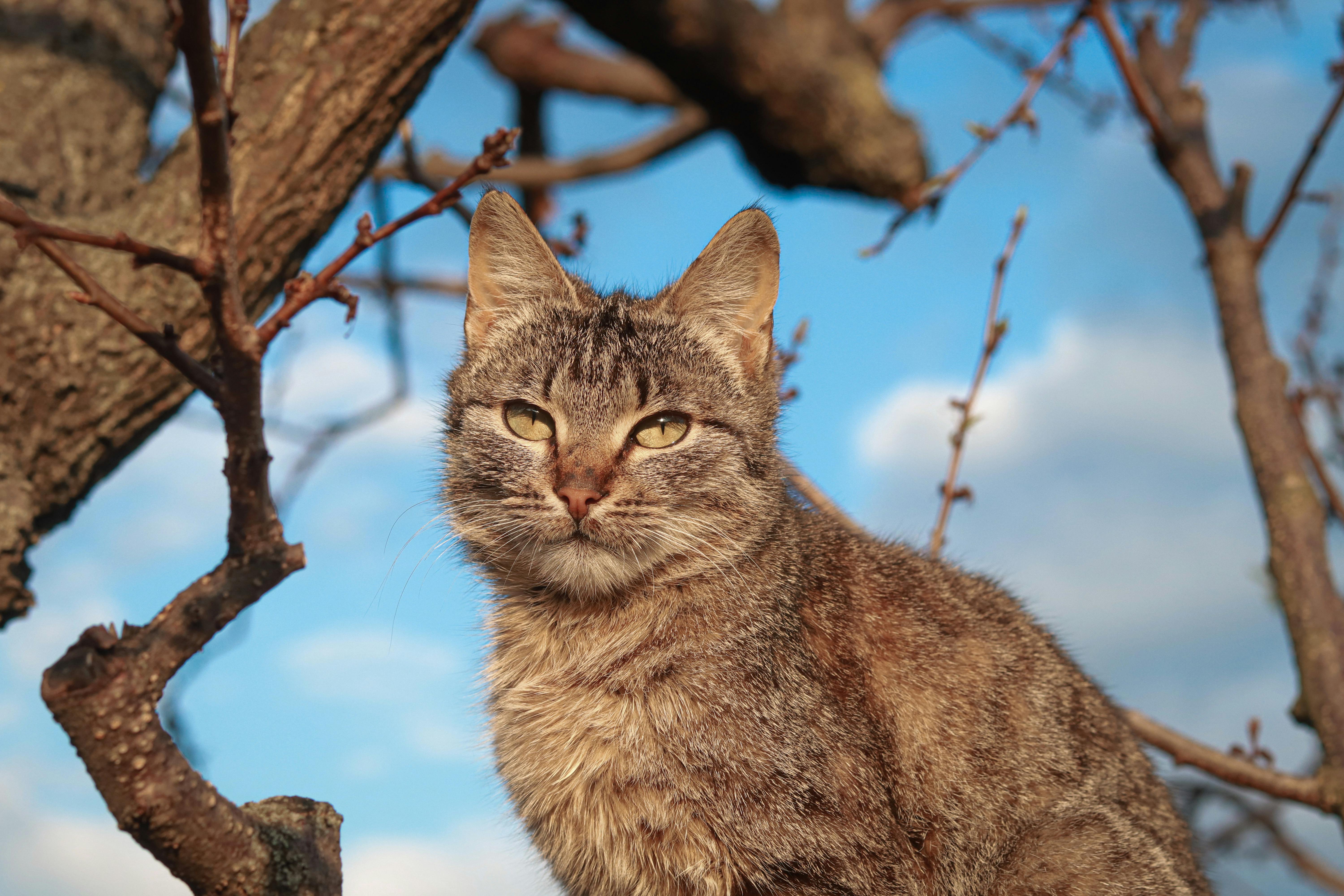 Cat Hanging From Tree Photos, Download The BEST Free Cat Hanging From ...